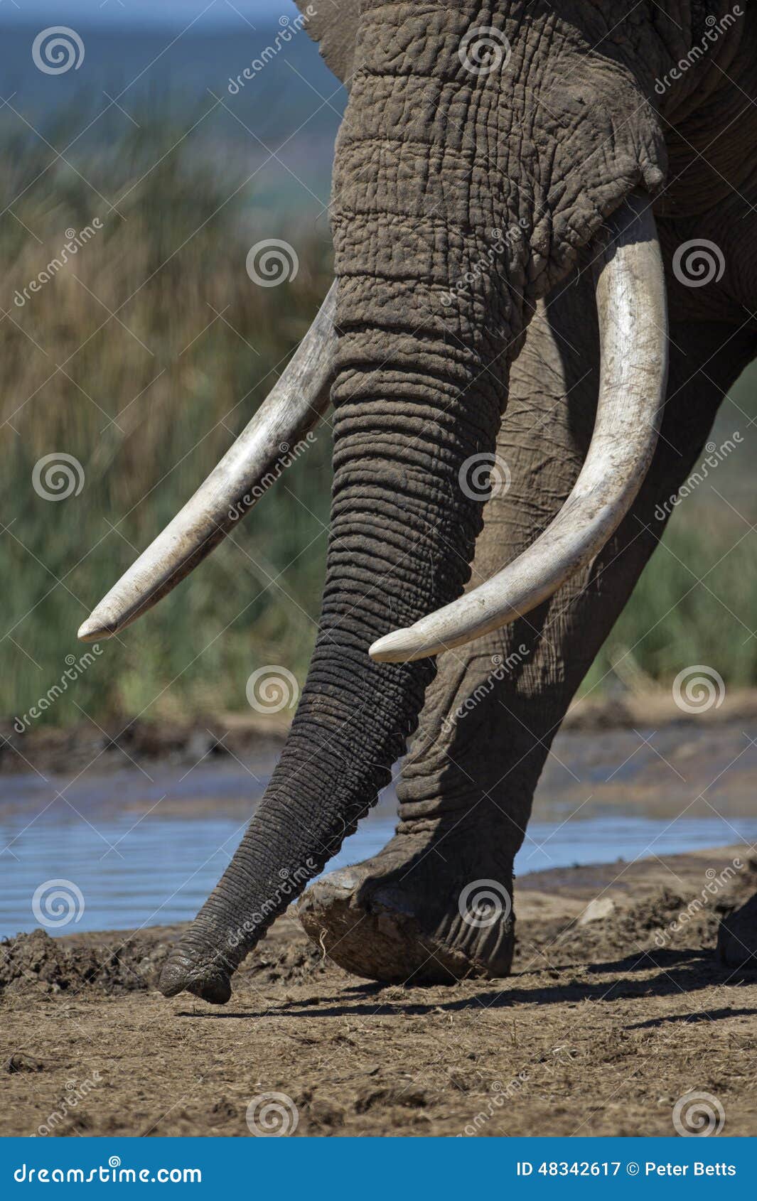 Colmillos Enormes Del Elefante Imagen de archivo - Imagen de safari ...