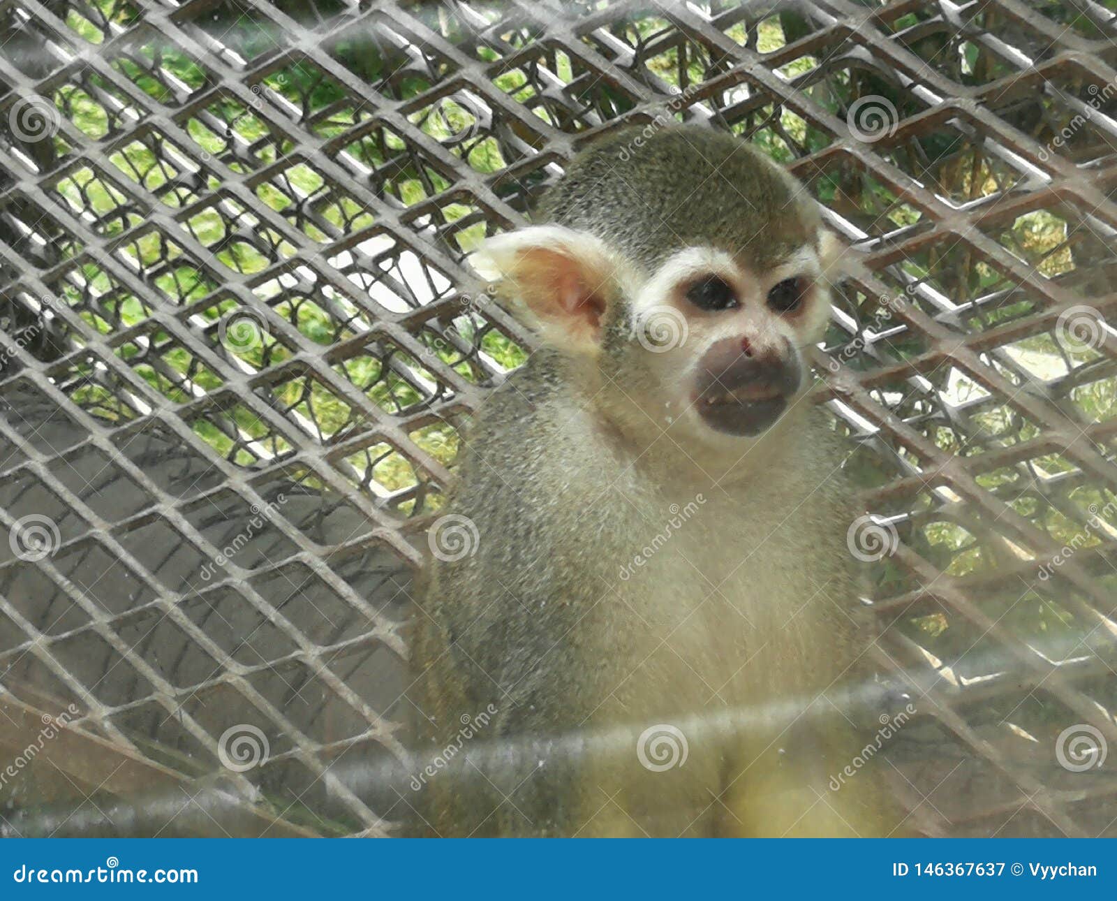 Coloane Macao Zoo Monkeys Common Squirrel Monkey Macaco-de-cheiro Stock ...