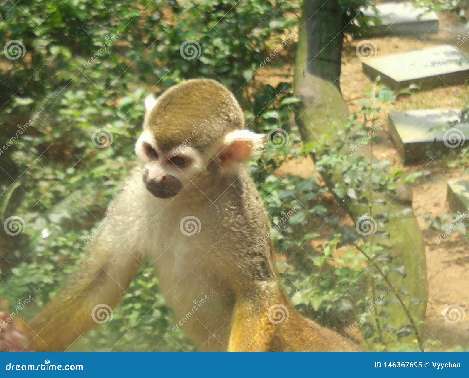 Coloane Macao Zoo Monkeys Common Squirrel Monkey Macaco-de-cheiro Stock ...