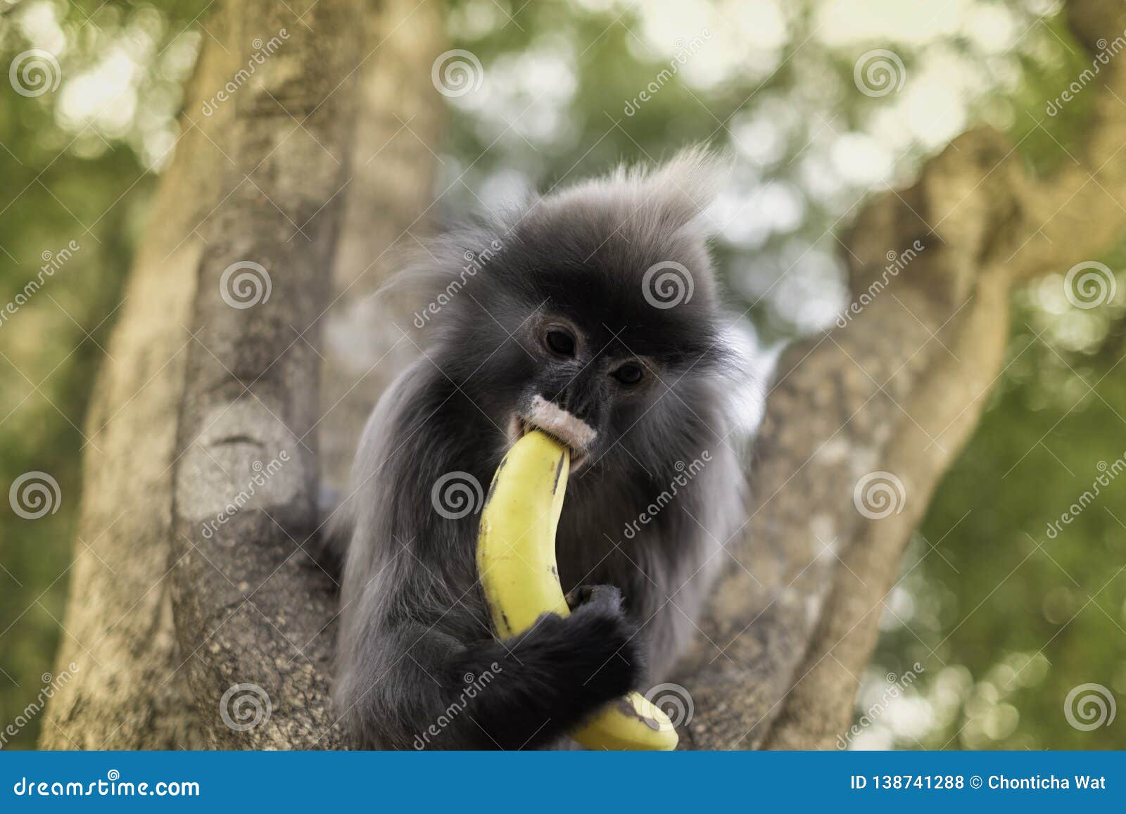 Colobinae Also Gray Langur Eating Fruit Long Tailed Monkey on the Tree ...