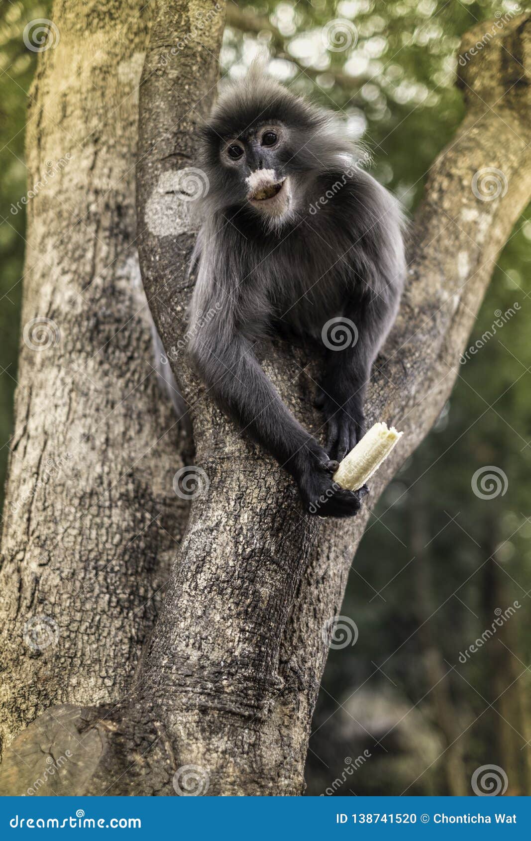 Colobinae Also Gray Langur Eating Fruit Long Tailed Monkey On The Tree ...