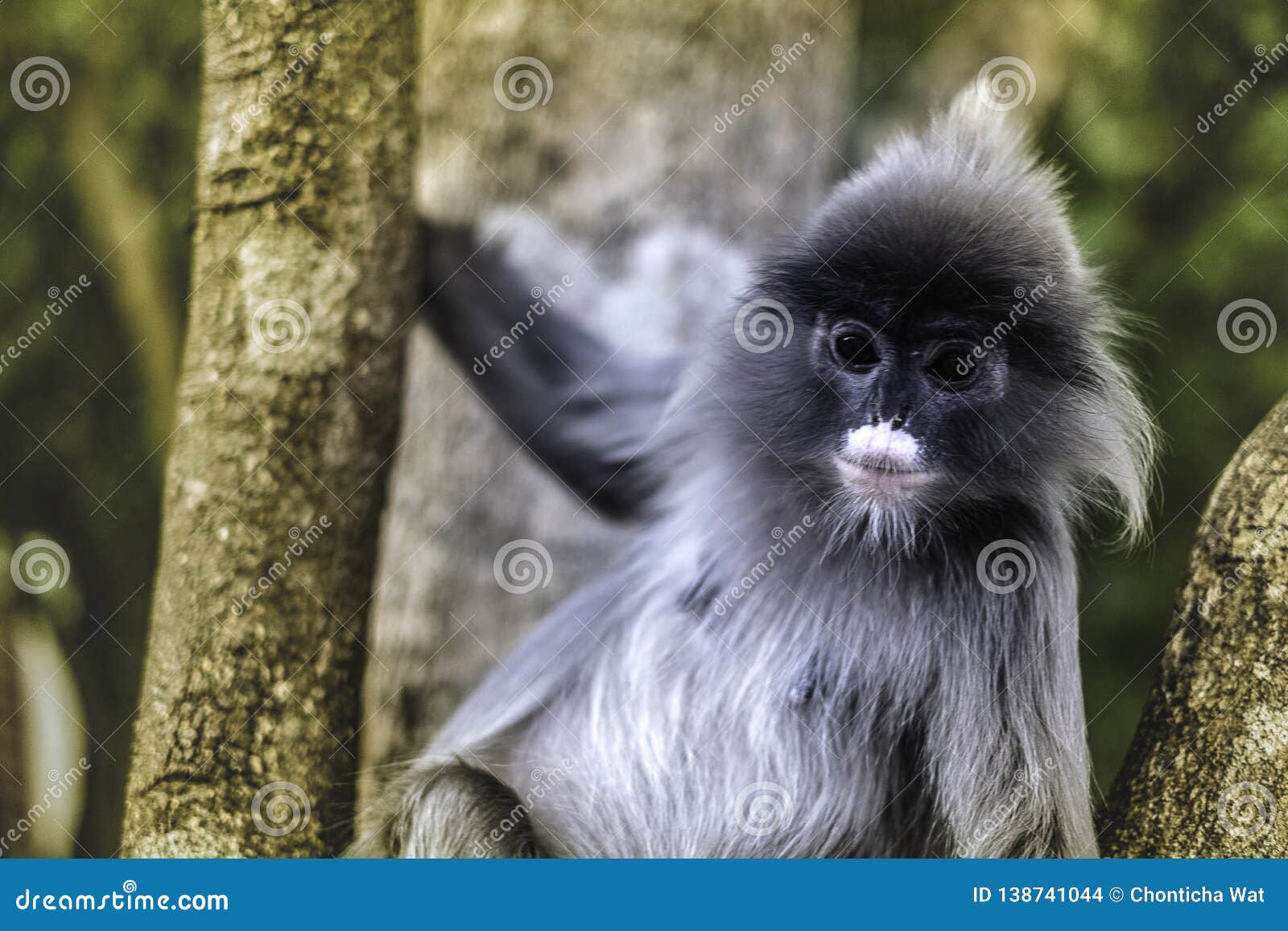Colobinae Also Gray Langur Eating Fruit Long Tailed Monkey On The Tree ...