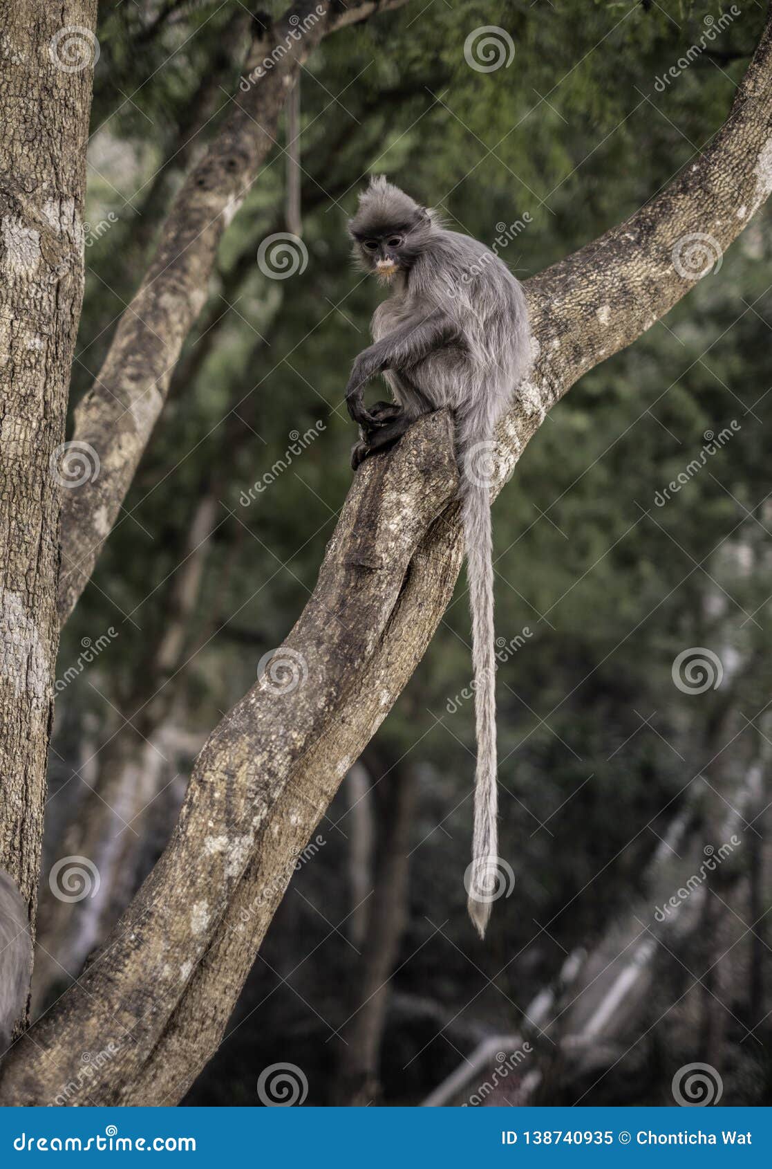 Colobinae Also Gray Langur Long Tailed Monkey on the Tree Stock Image ...
