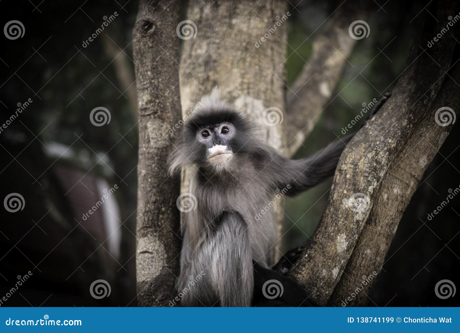 Colobinae Also Gray Langur Eating Fruit Long Tailed Monkey On The Tree ...