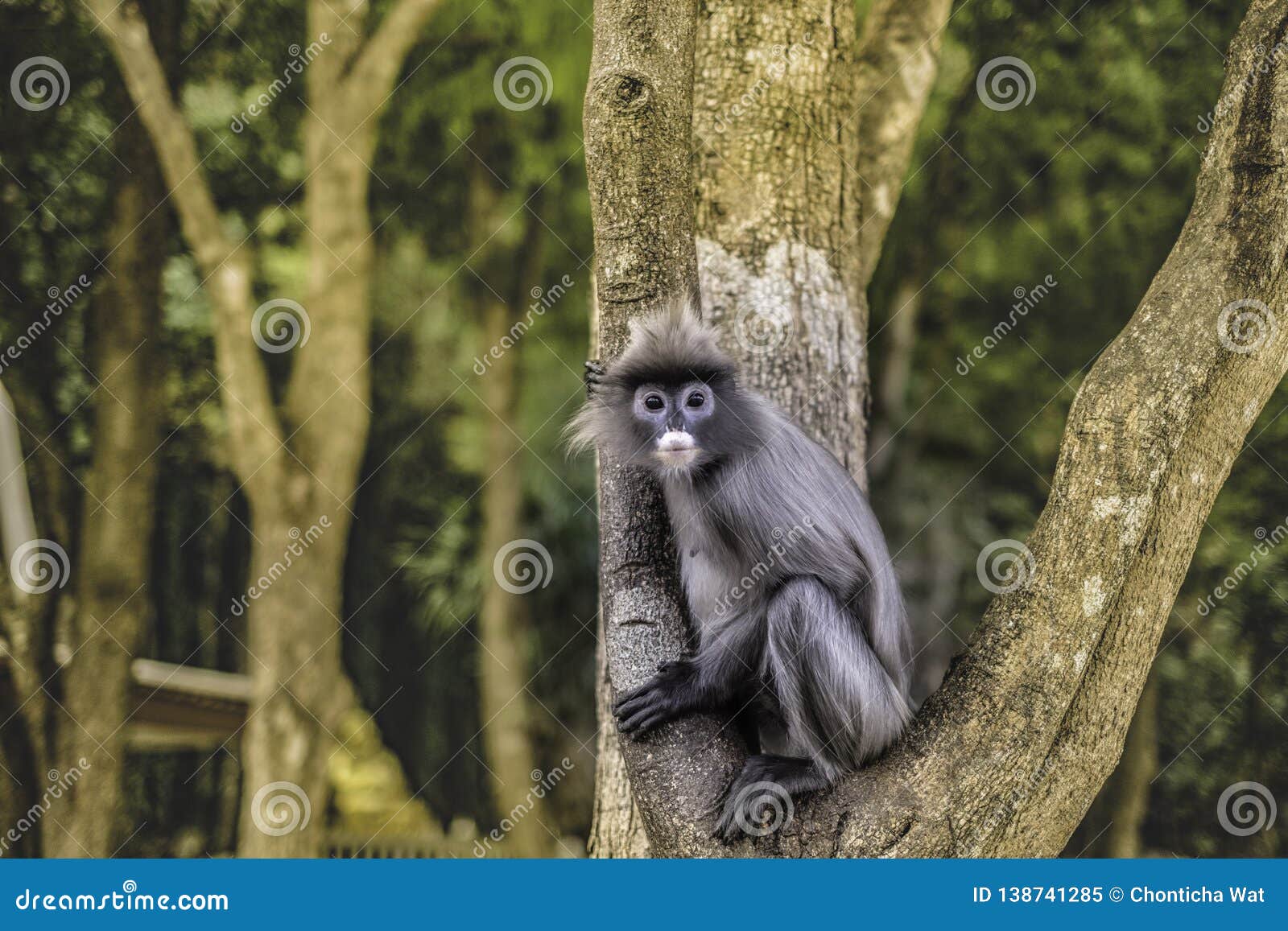 Colobinae Also Gray Langur Long Tailed Monkey on the Tree Stock Image ...