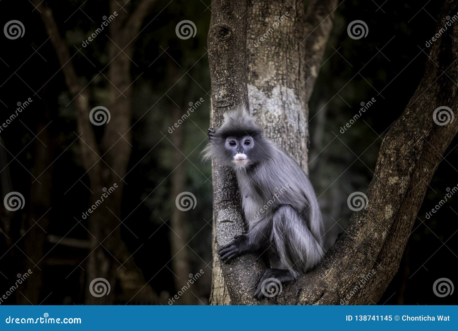 Colobinae Also Gray Langur Long Tailed Monkey on the Tree Stock Image ...