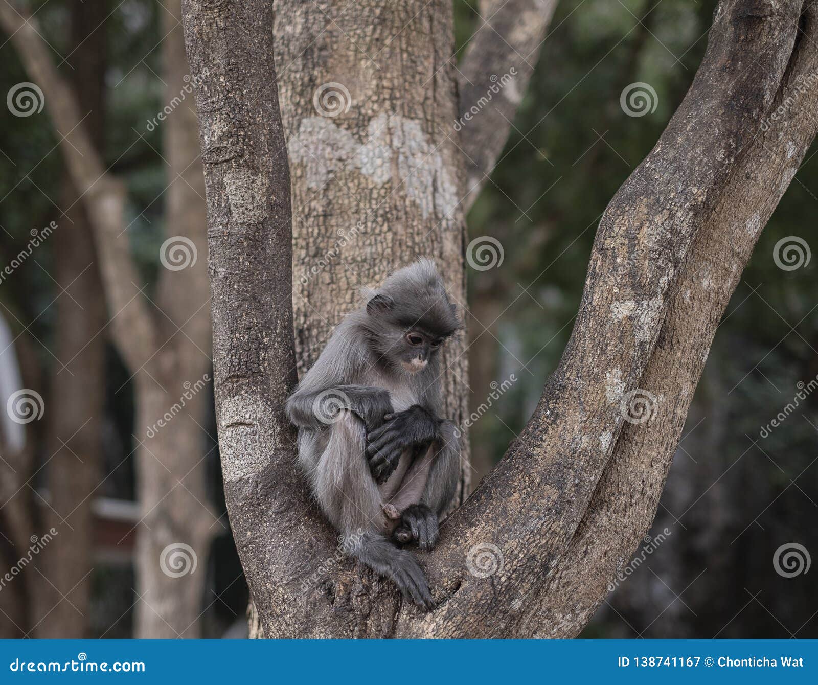 Colobinae Also Gray Langur Eating Fruit Long Tailed Monkey On The Tree ...