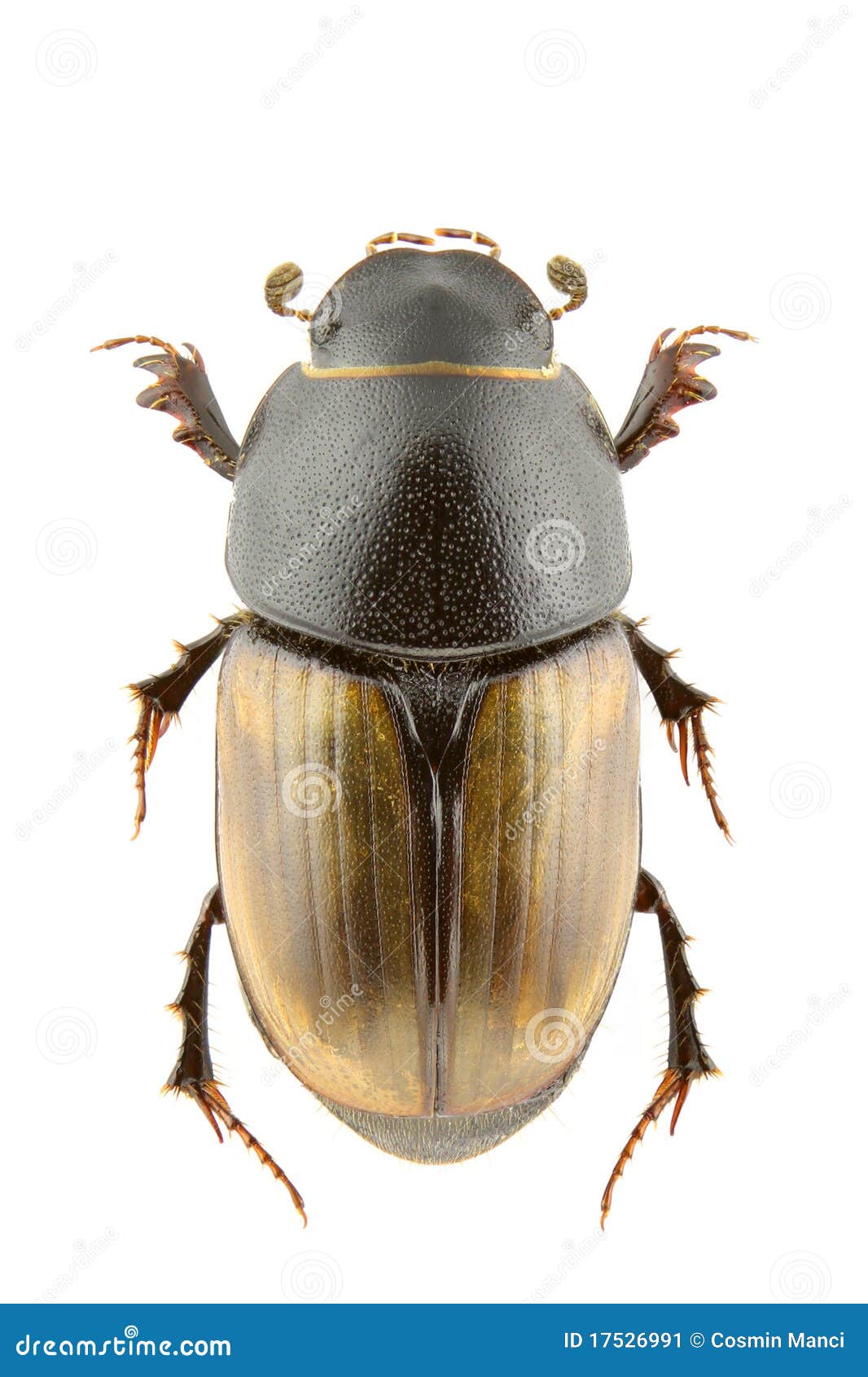 Colobopterus Stock Photos - Free & Royalty-Free Stock Photos from ...