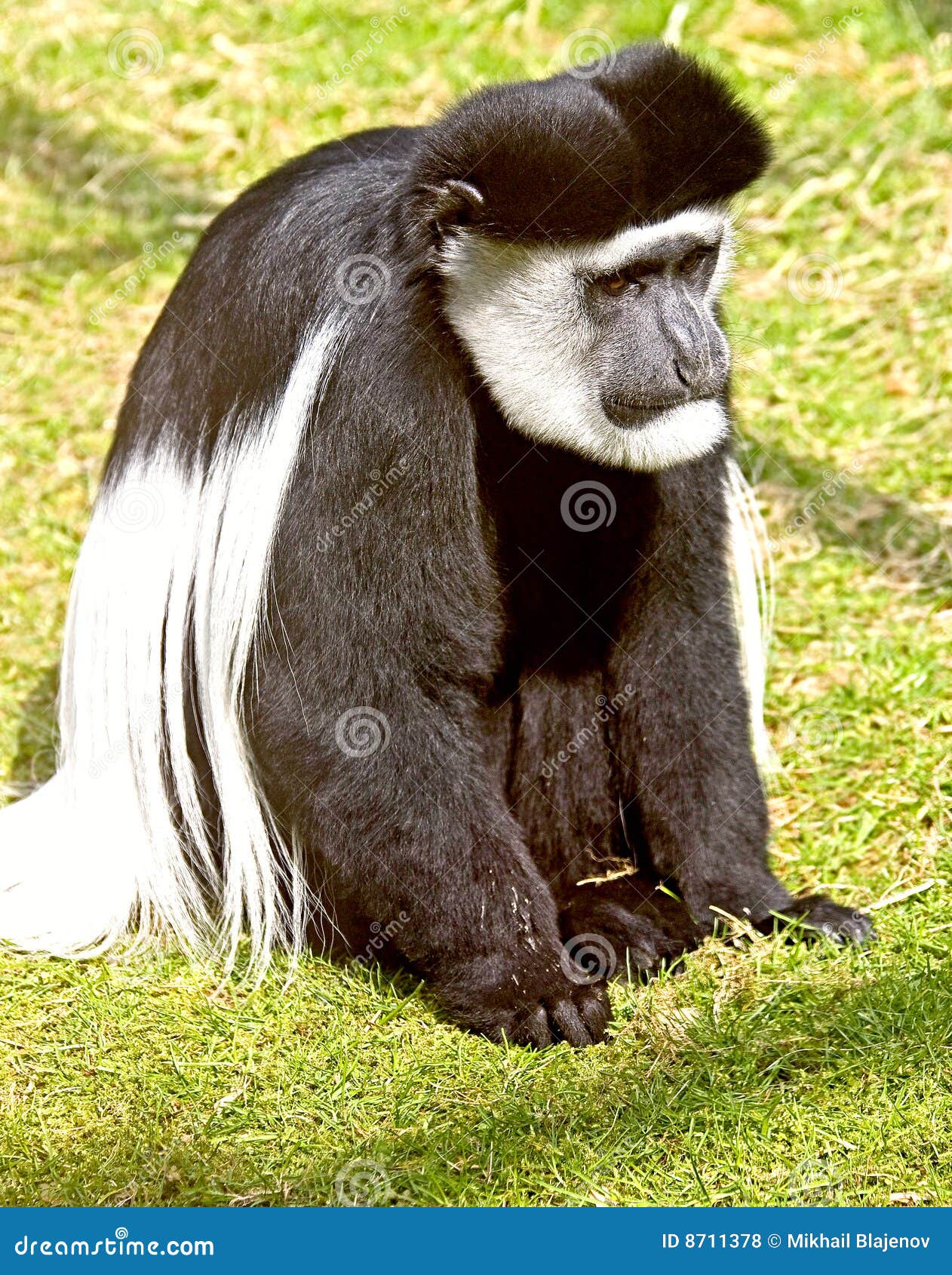 Colobus 1 stock photo. Image of claw, fauna, monkey, colobus - 8711378