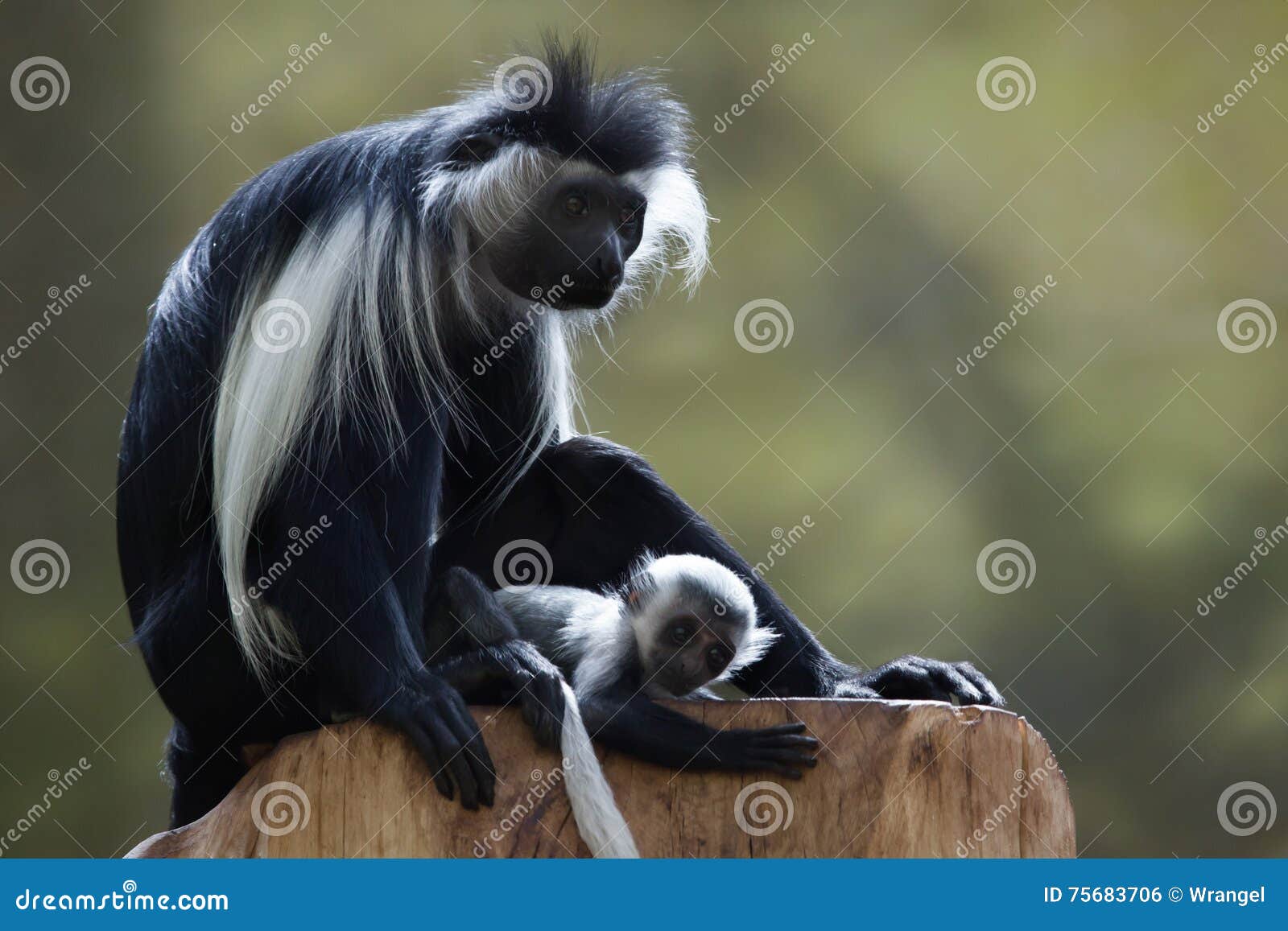 Colobus Angolano (angolensis Do Colobus) Foto de Stock - Imagem de ...