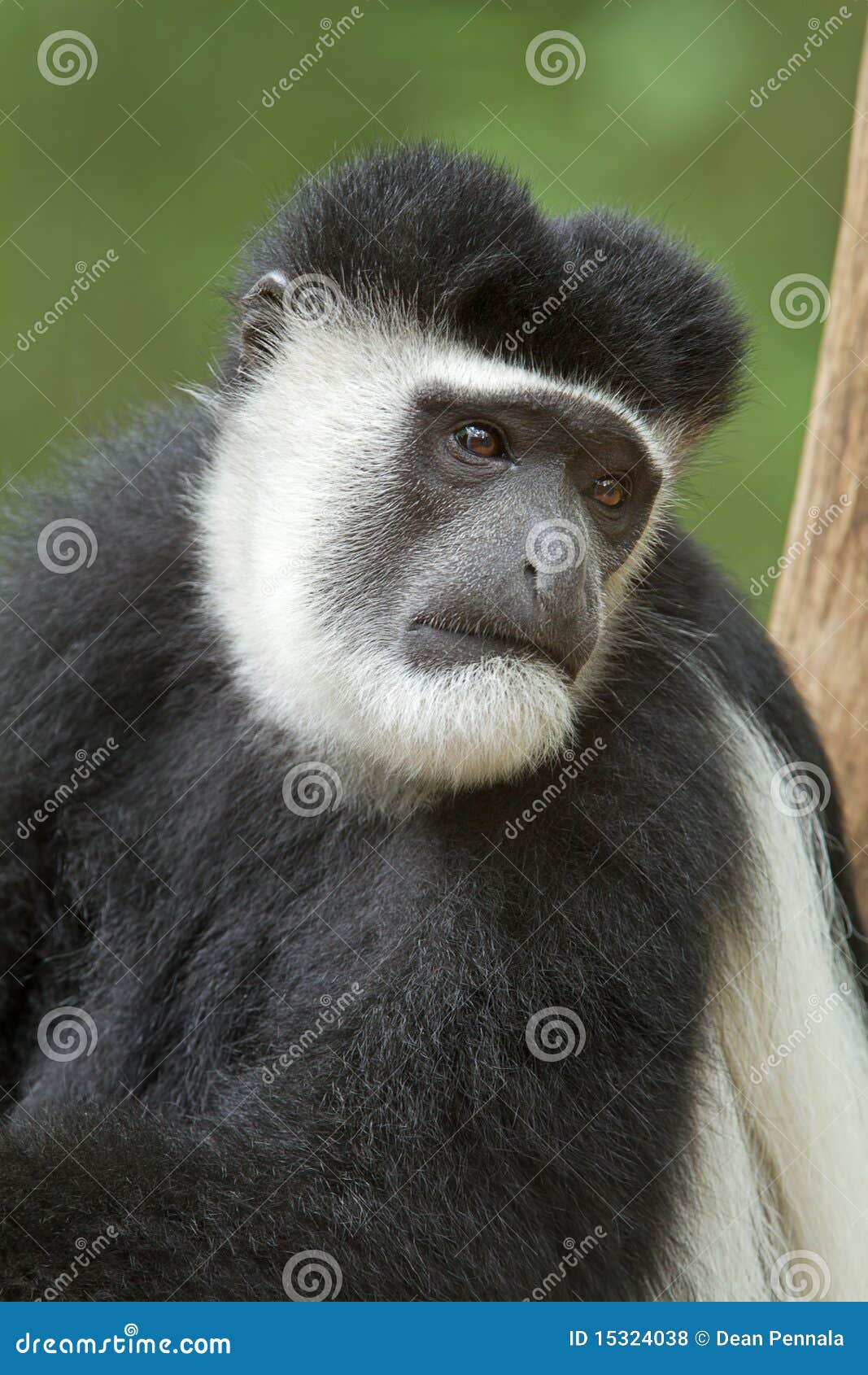 Colobus małpa zdjęcie stock. Obraz złożonej z haiti, hairball - 15324038