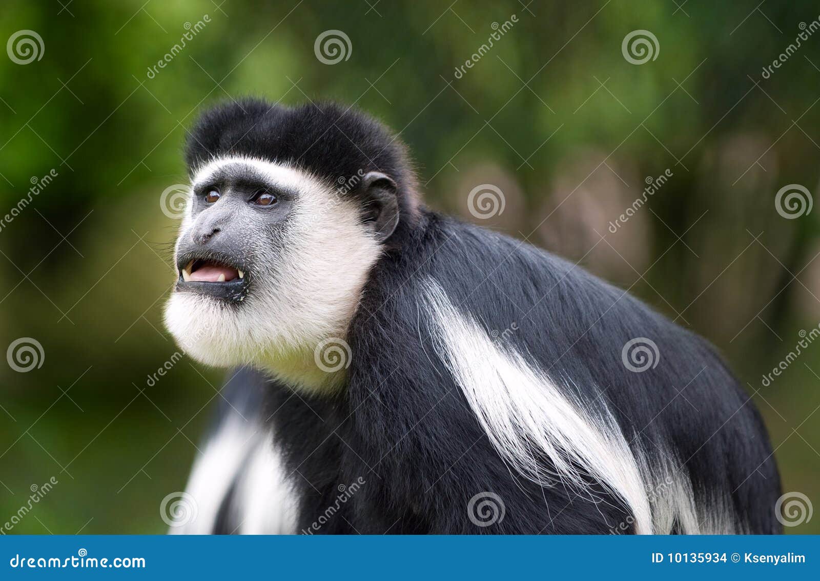 Colobus Monkey stock photo. Image of beard, aggressive - 10135934