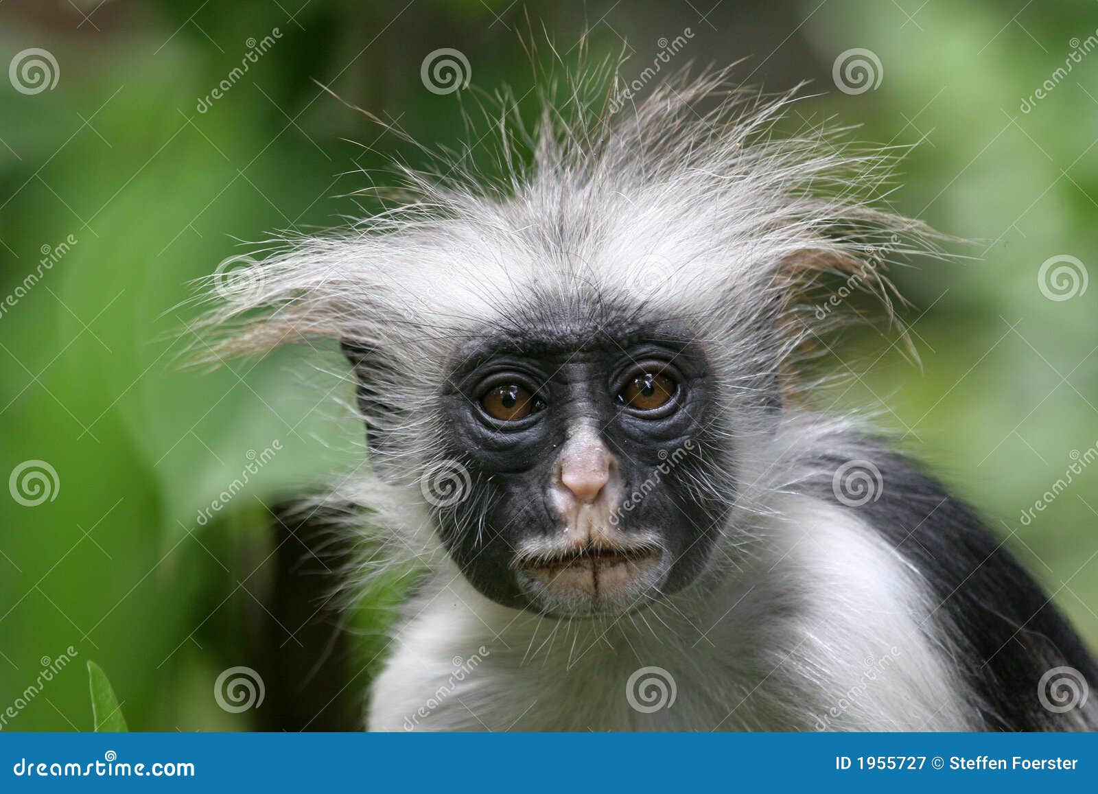 Colobus Monkey stock image. Image of colobus, monkey, species - 1955727