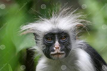 Colobus Monkey stock image. Image of colobus, monkey, species - 1955727