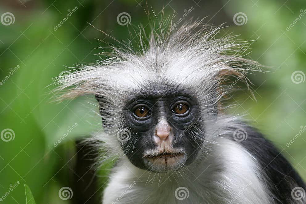 Colobus Monkey stock image. Image of colobus, monkey, species - 1955727
