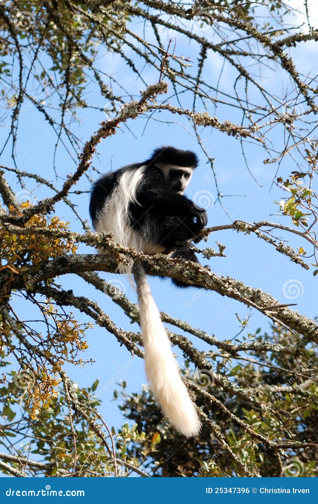 Colobus Monkey stock photo. Image of tree, nanyuki, africa - 25347396