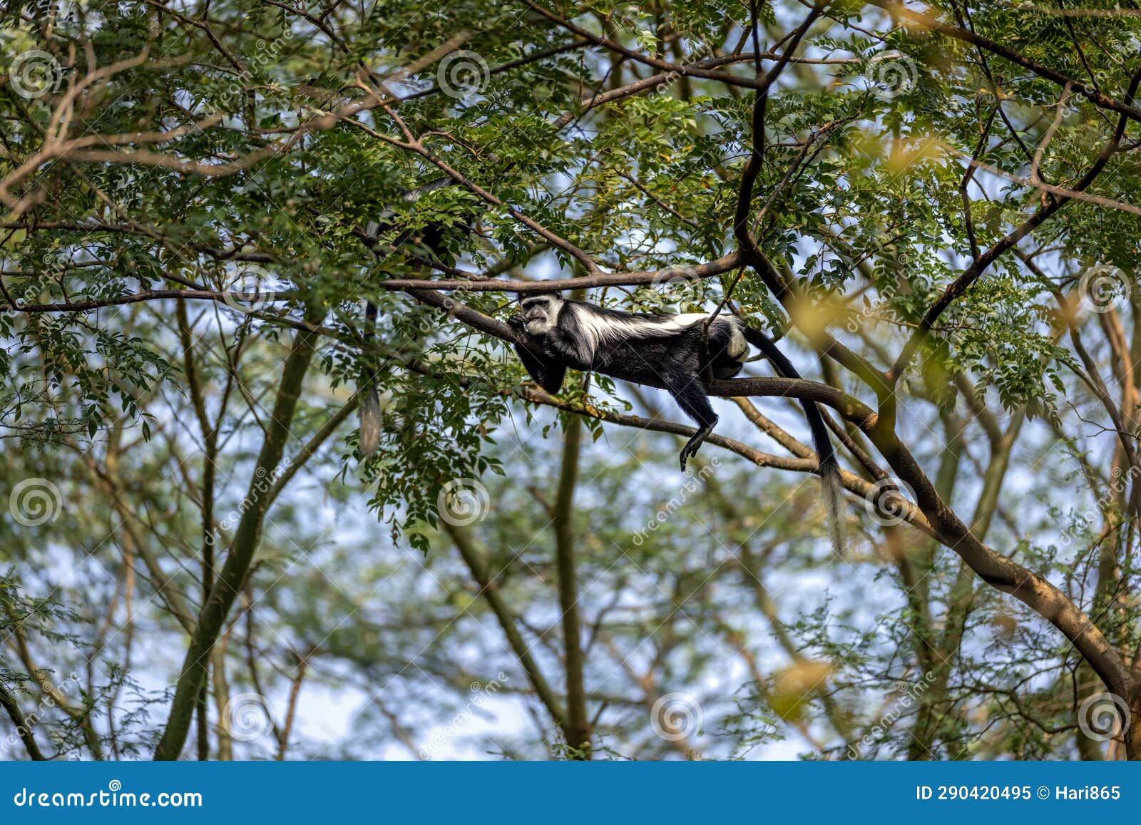 Black and White Colobus Monkey Stock Image - Image of hari, habitat ...