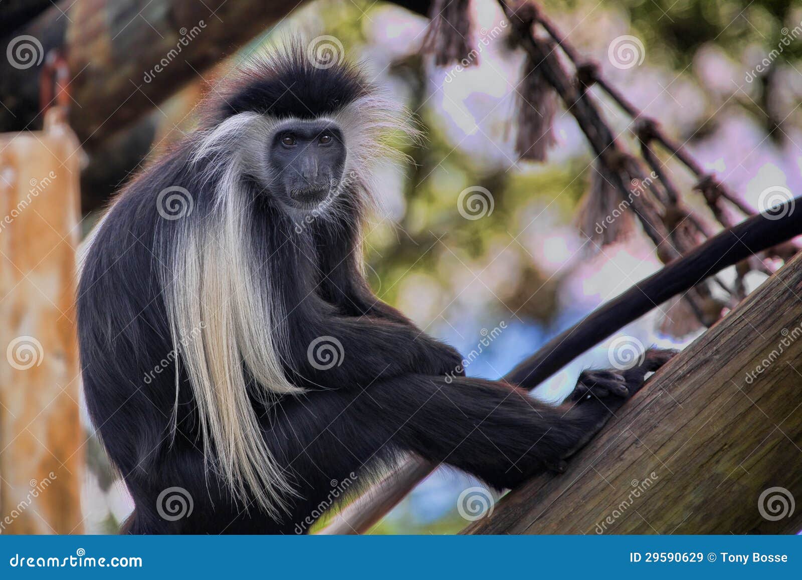 Colobus Monkey stock image. Image of wildlife, species - 29590629