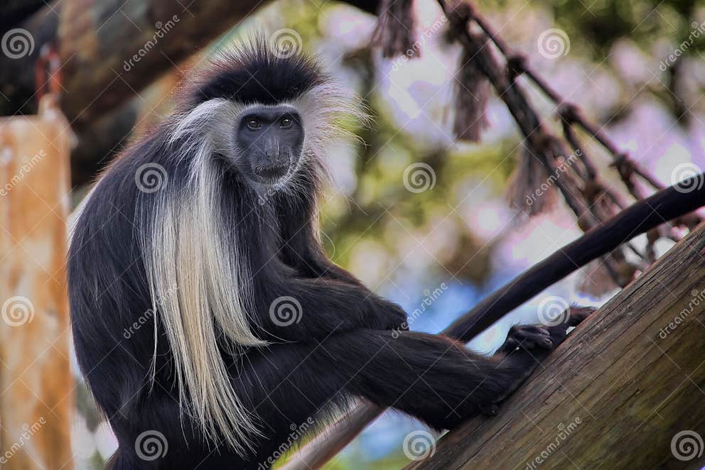 Colobus Monkey stock image. Image of wildlife, species - 29590629