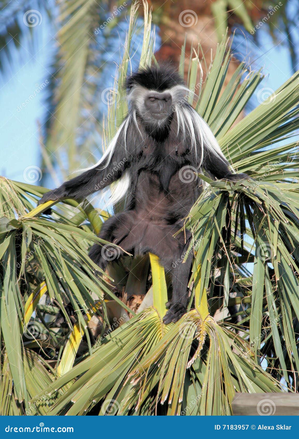 Colobus Monkey stock image. Image of tampa, protect, adult - 7183957