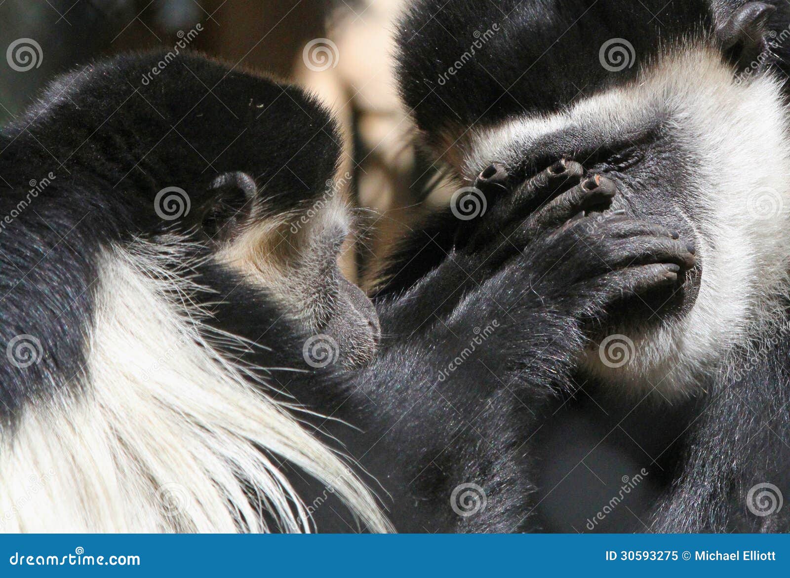 Colobus Monkey stock image. Image of eyes, gibbon, beast - 30593275