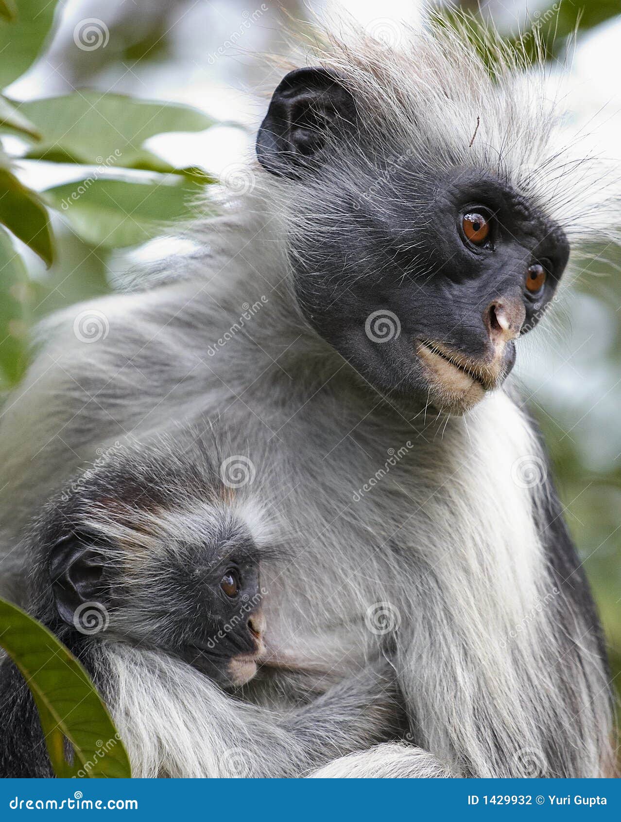 Colobus Monkey & Child stock photo. Image of baby - 1429932
