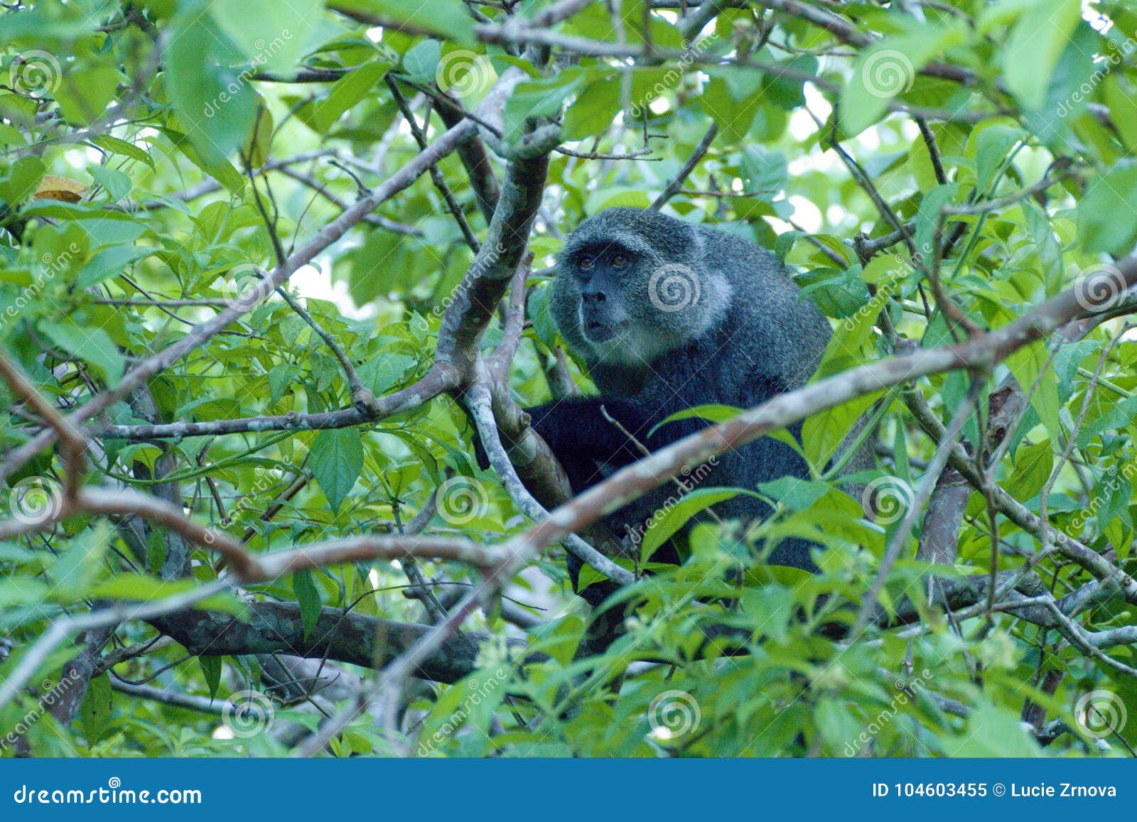 Colobus Monkey in Jozani Forest Reservation Stock Image - Image of ... Colobus Monkey in Jozani Forest Reservation Stock Image - Image of ...