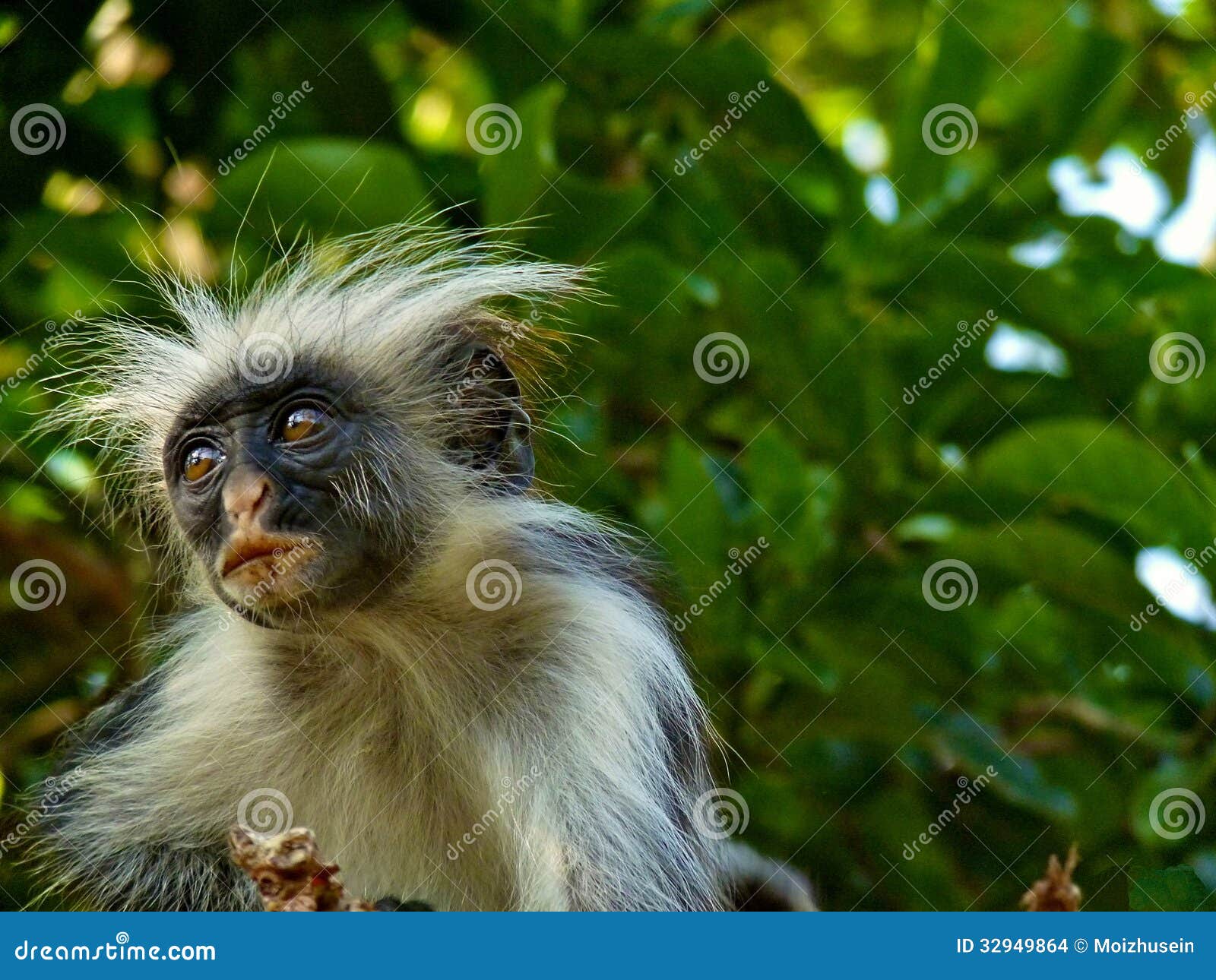 Colobus monkey stock photo. Image of manyara, mara, landscape - 32949864