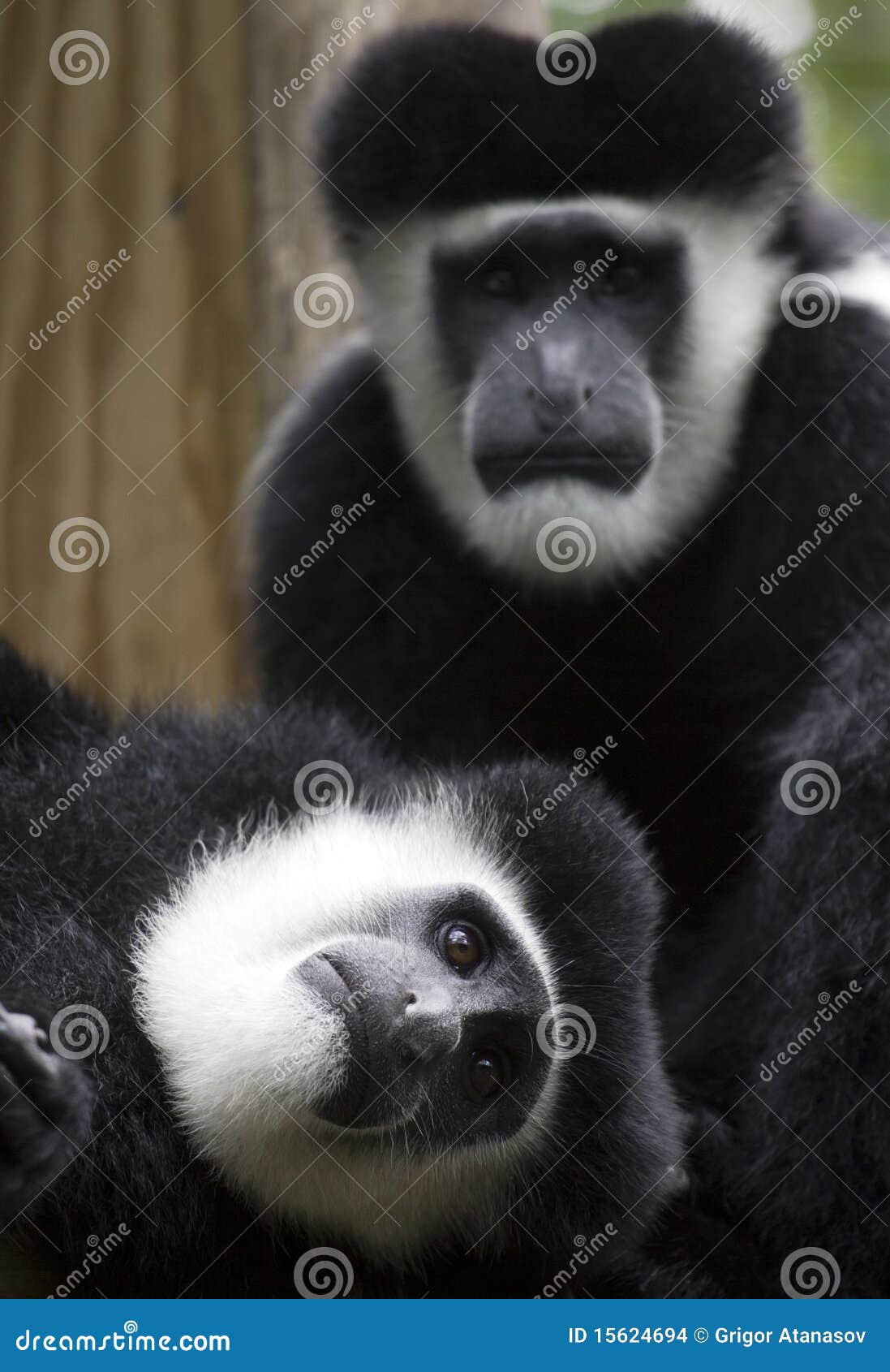 Colobus monkeys stock photo. Image of monkey, animals - 15624694