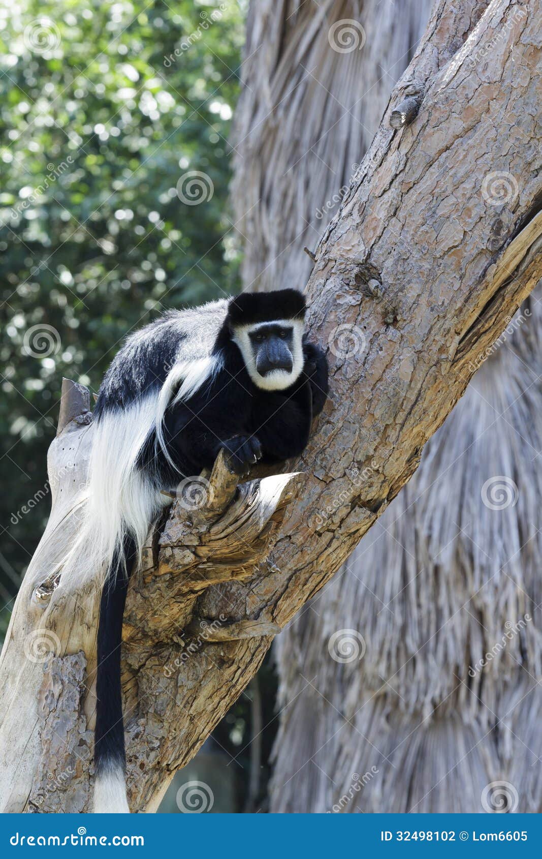 Colobus monkeys stock photo. Image of wild, tree, face - 32498102