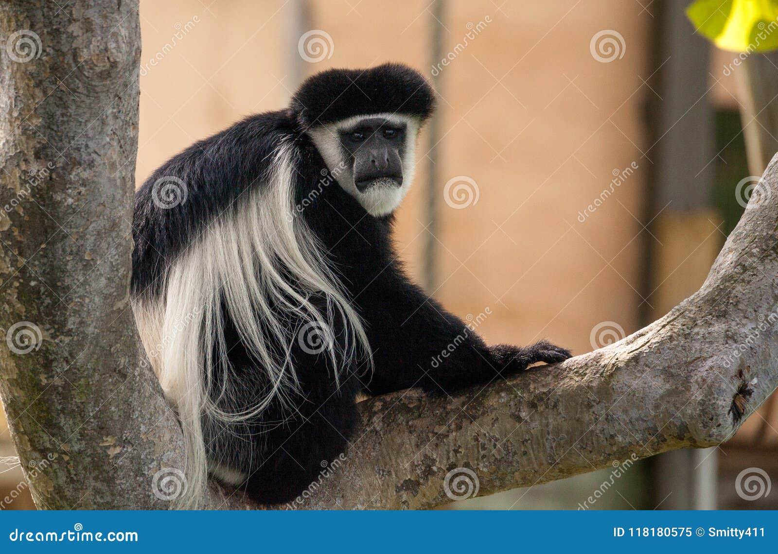 Colobus Preto E Branco De Angola Do Macaco De Colobus Imagem de Stock ...