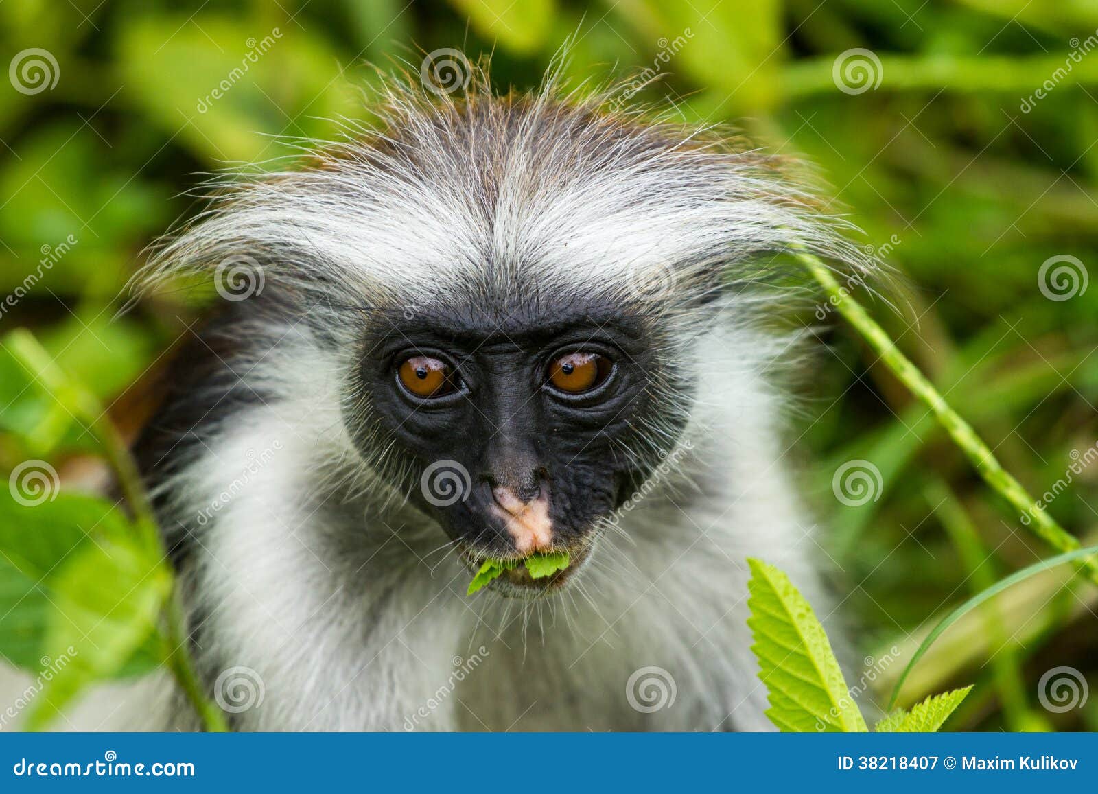 Colobus Rouge De Zanzibar, Singe Image stock - Image du noir, africain ...