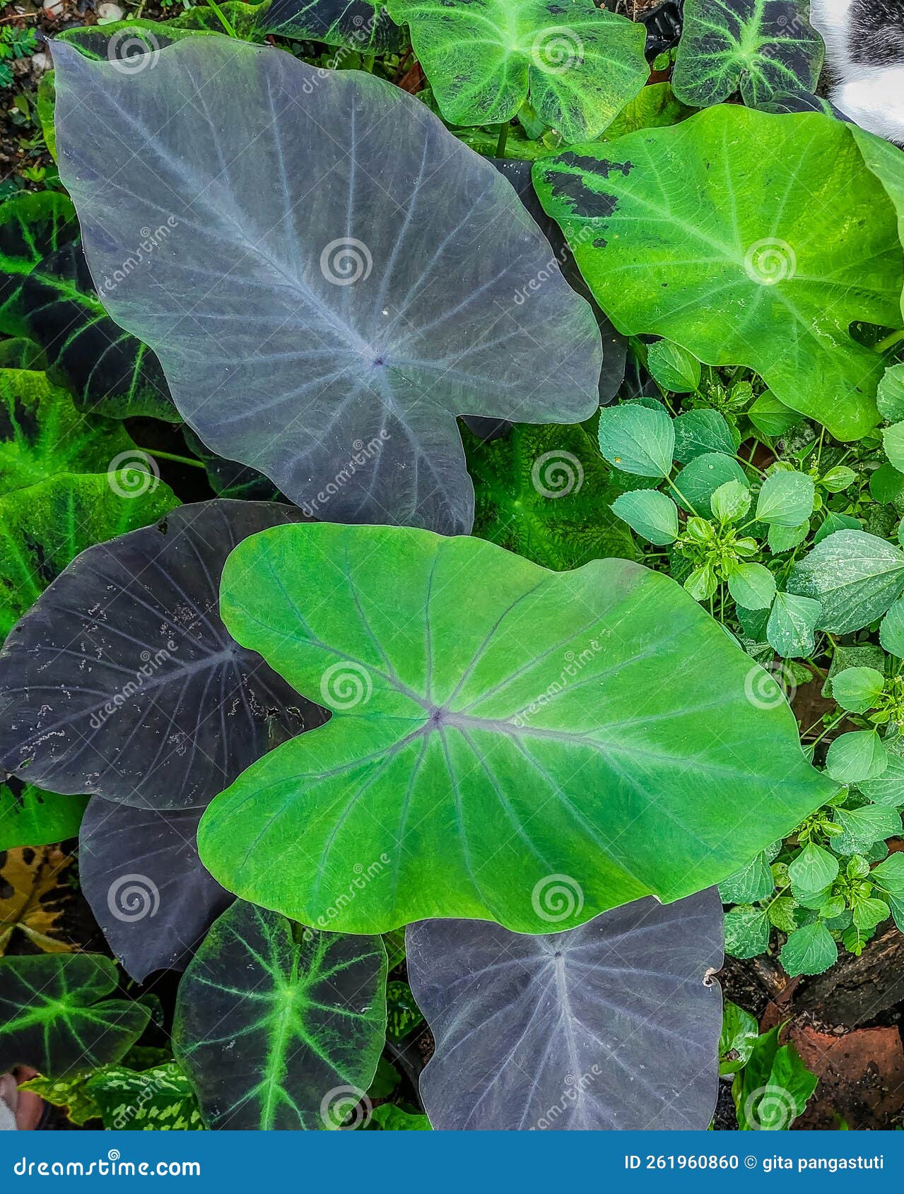 Colocasia Black Ripple , Colocasia Or Black Colocasia Plant And ...