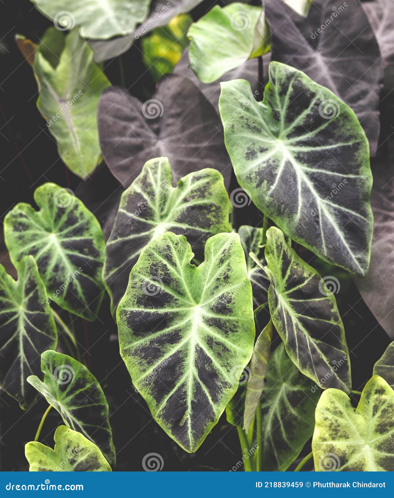 Colocasia Black Magic Leaves on Dark Background Stock Image - Image of ...