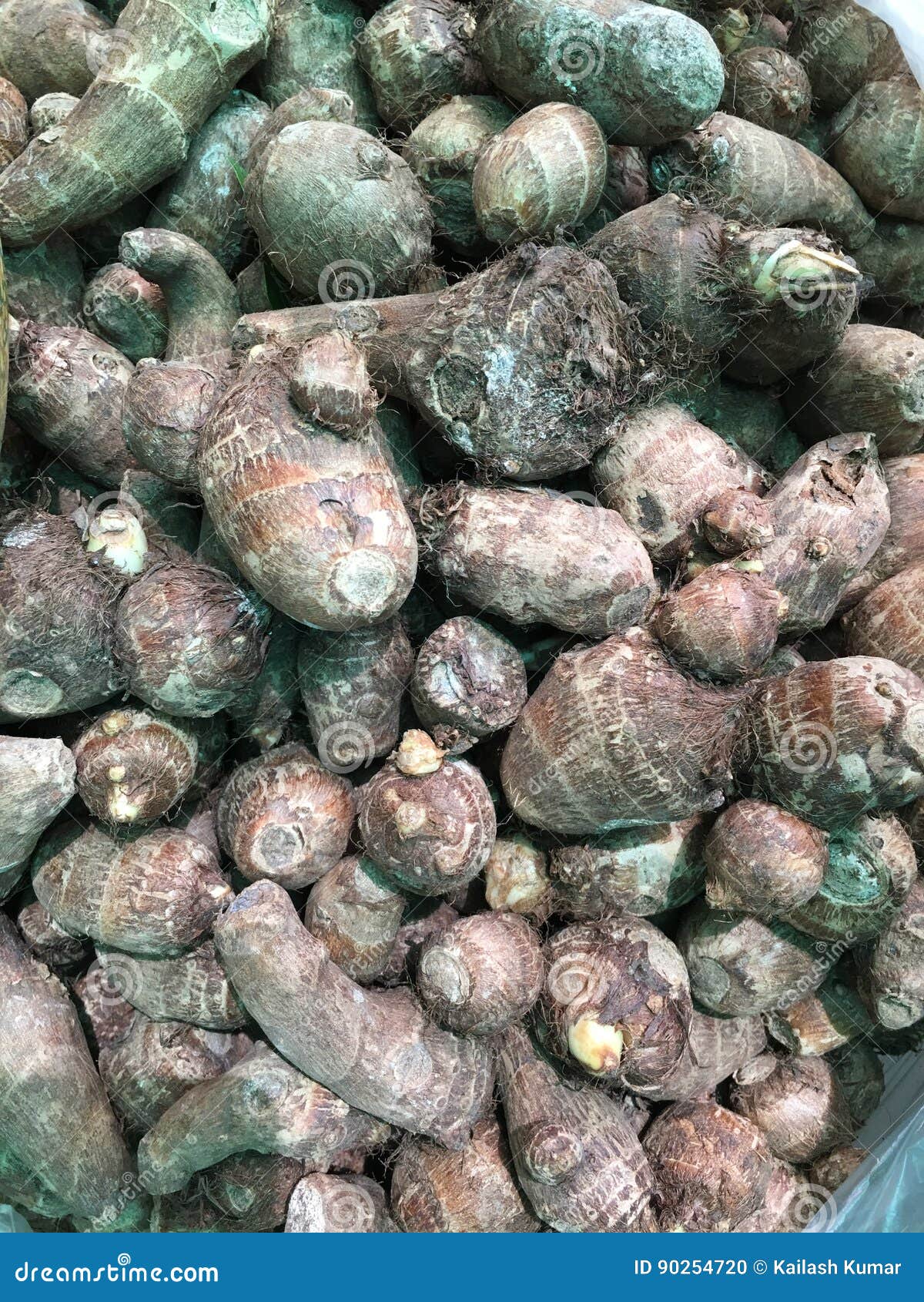 Colocasia root stock photo. Image of asian, plant, healthy - 90254720