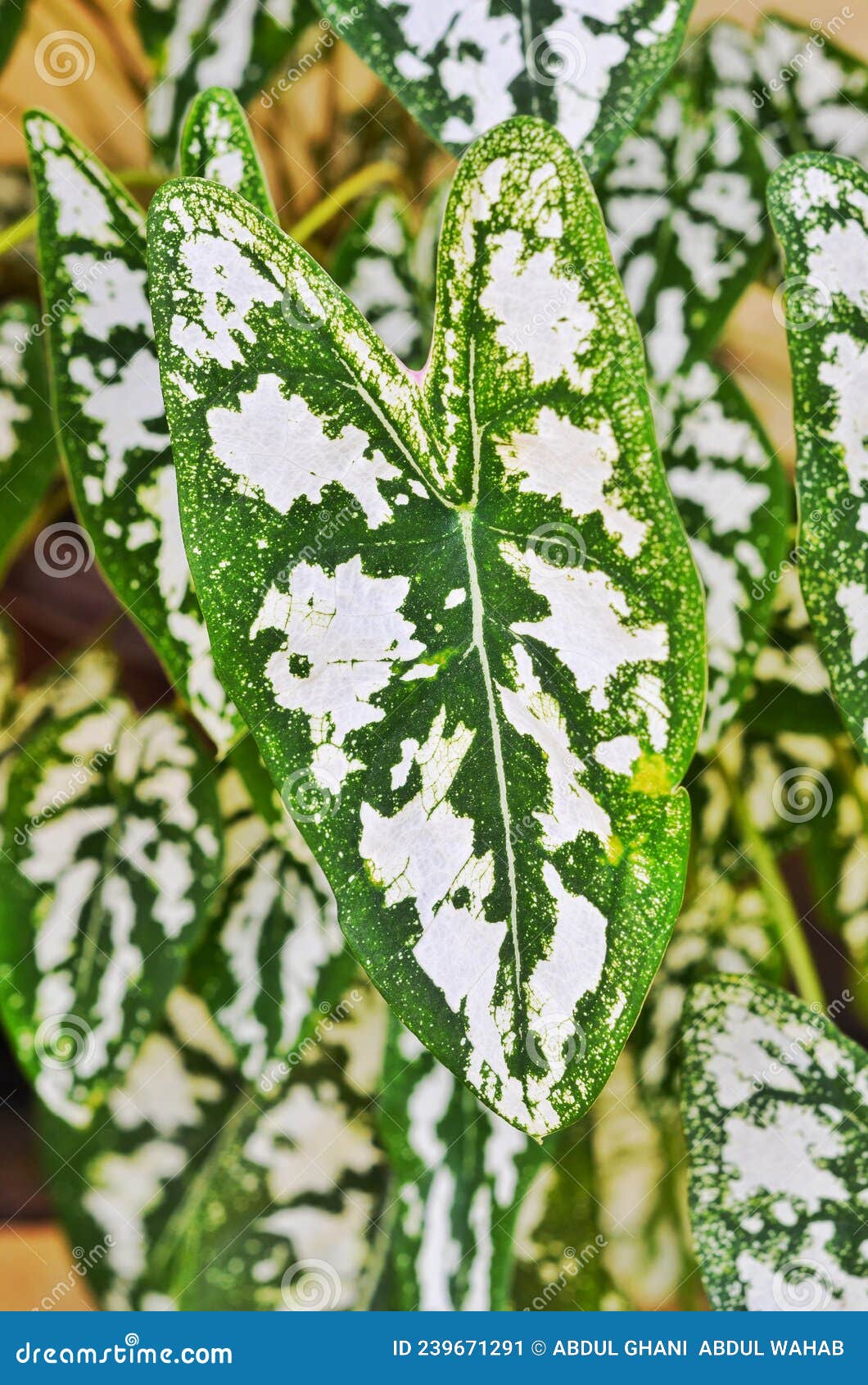 Colodium Bicolor, Grean White Leaf Stock Image - Image of colodium ...