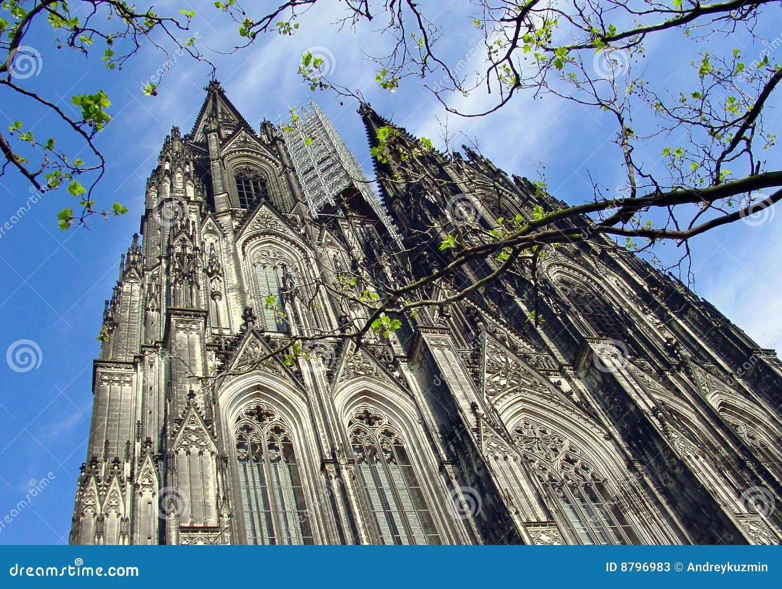 Cologne Cathedral with Tree Branches Stock Image - Image of blue ...