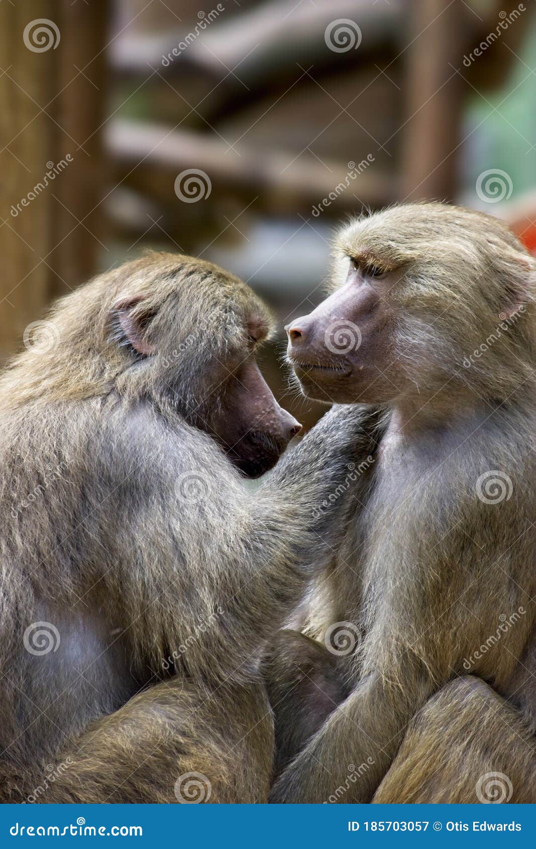 Two Baboons Grooming Each Other Stock Image - Image of hamadryas ...