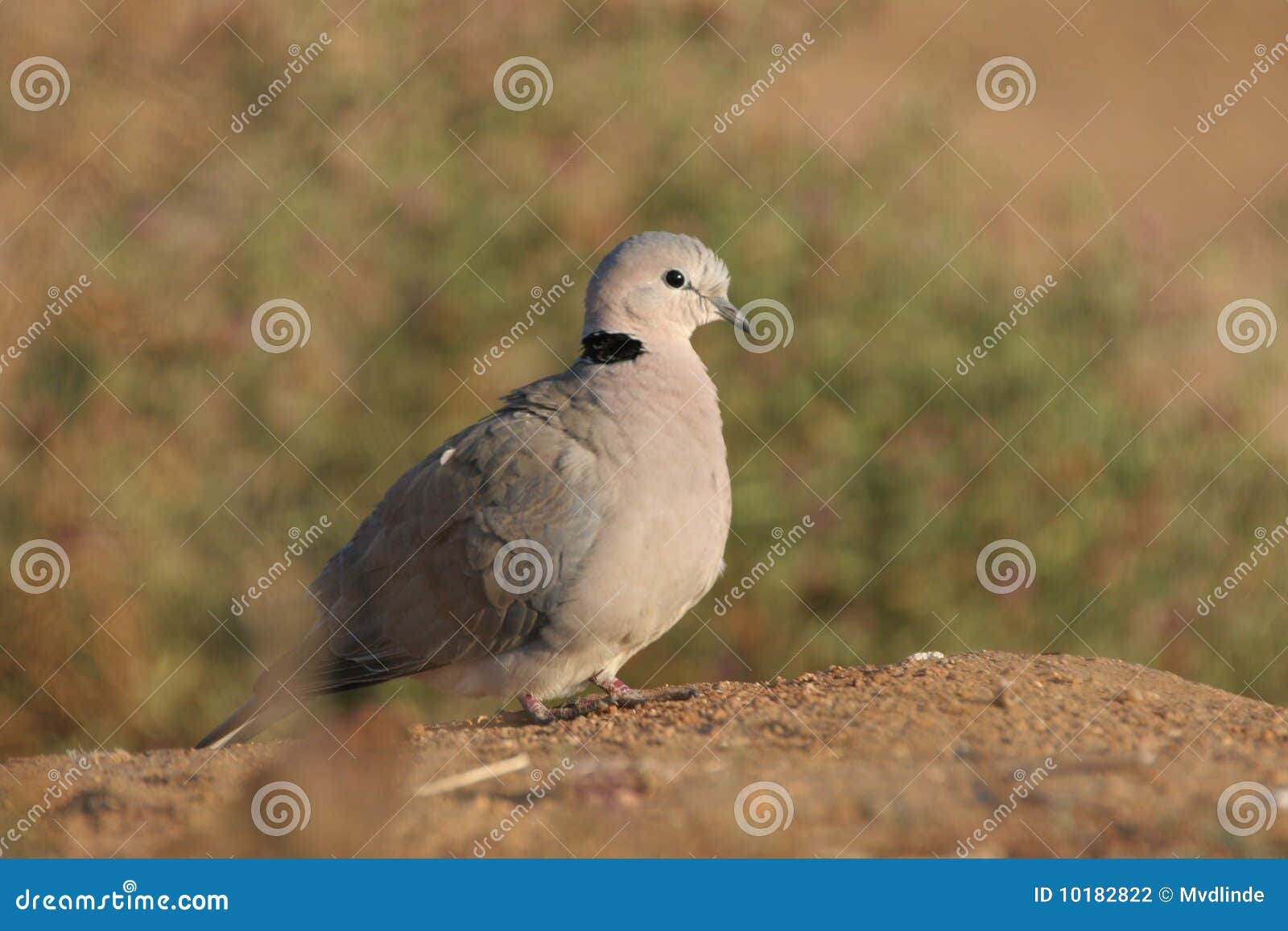 Colomba fotografia stock. Immagine di parco, colomba - 10182822