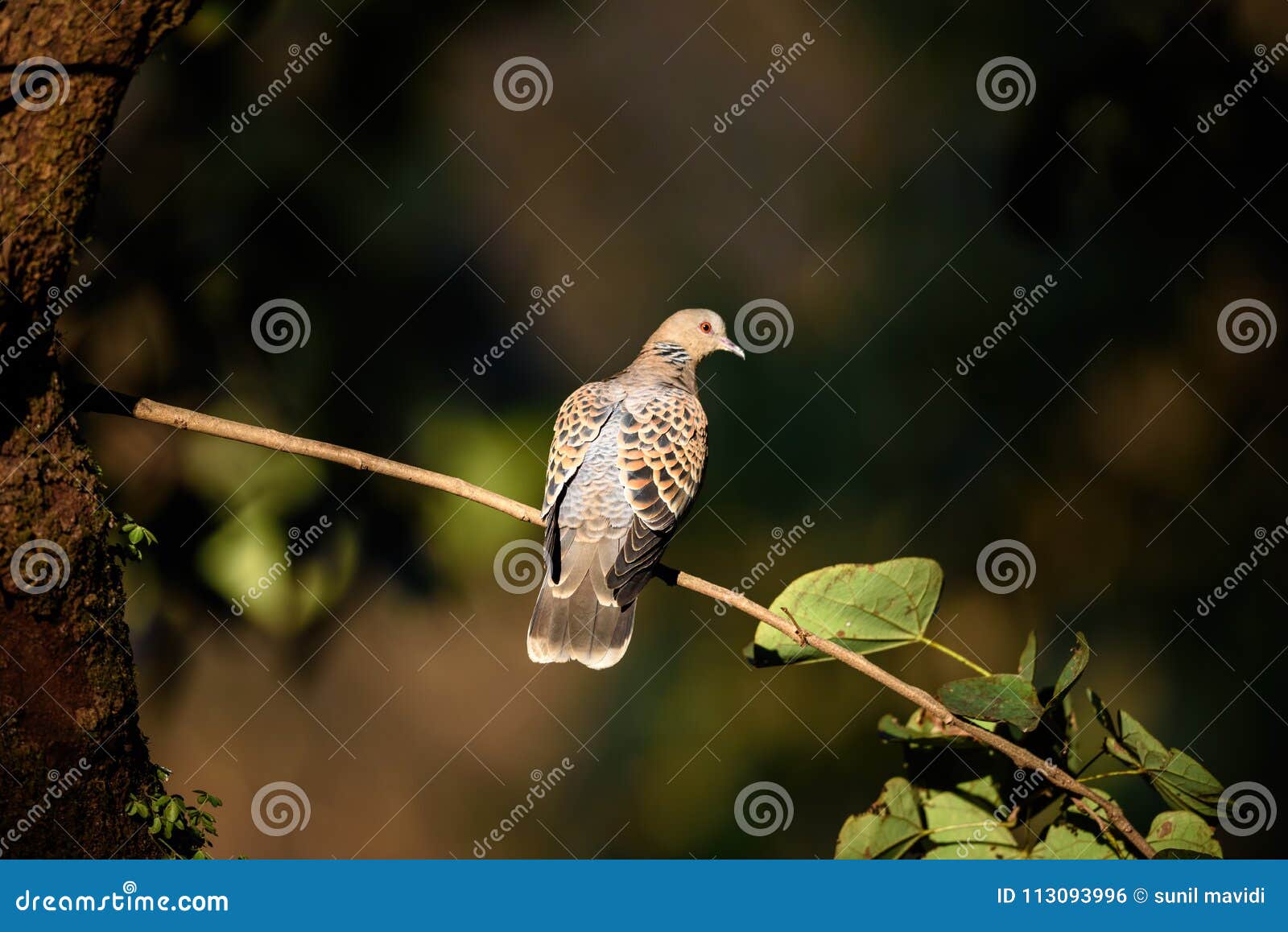 Colomba fotografia stock. Immagine di appollaiato, colomba - 113093996