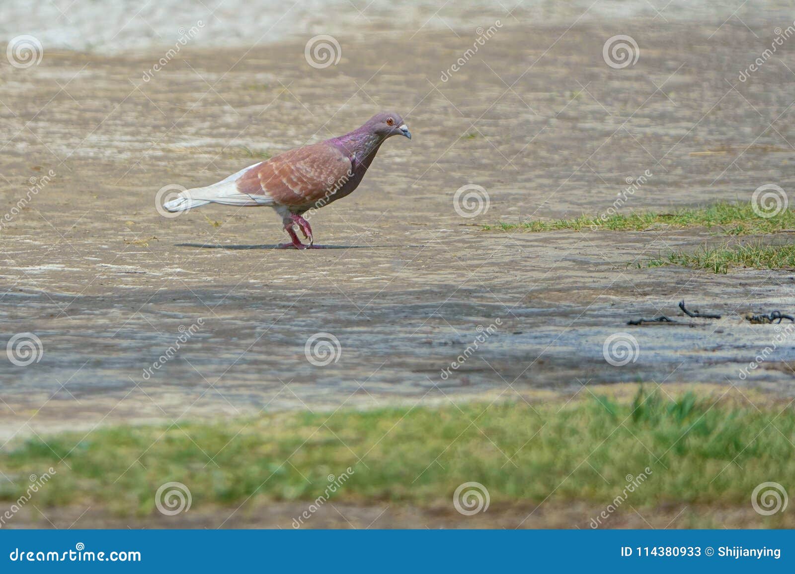 Colomba immagine stock. Immagine di natura, uccelli - 114380933