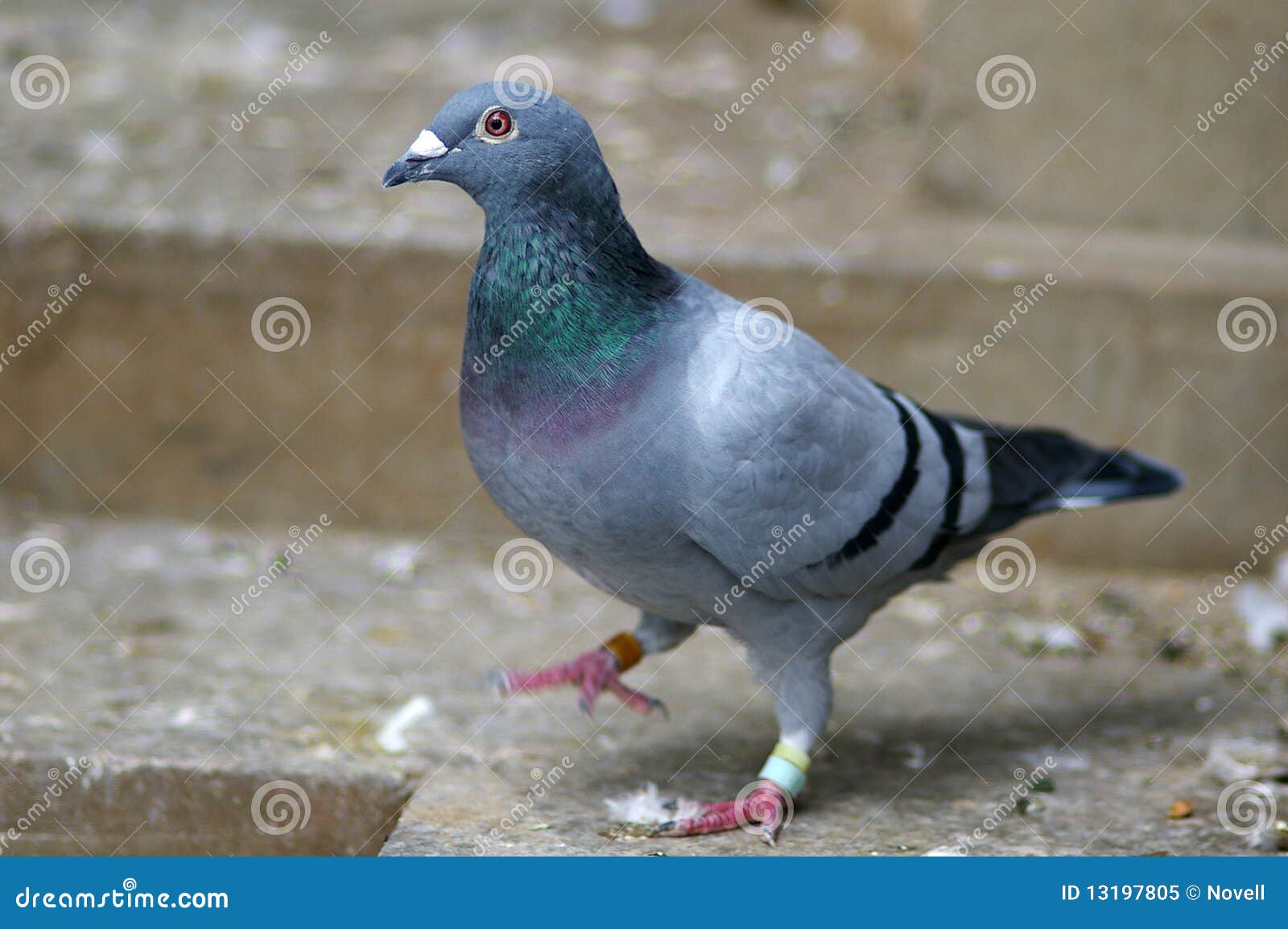 Colomba immagine stock. Immagine di colomba, vita, pace - 13197805