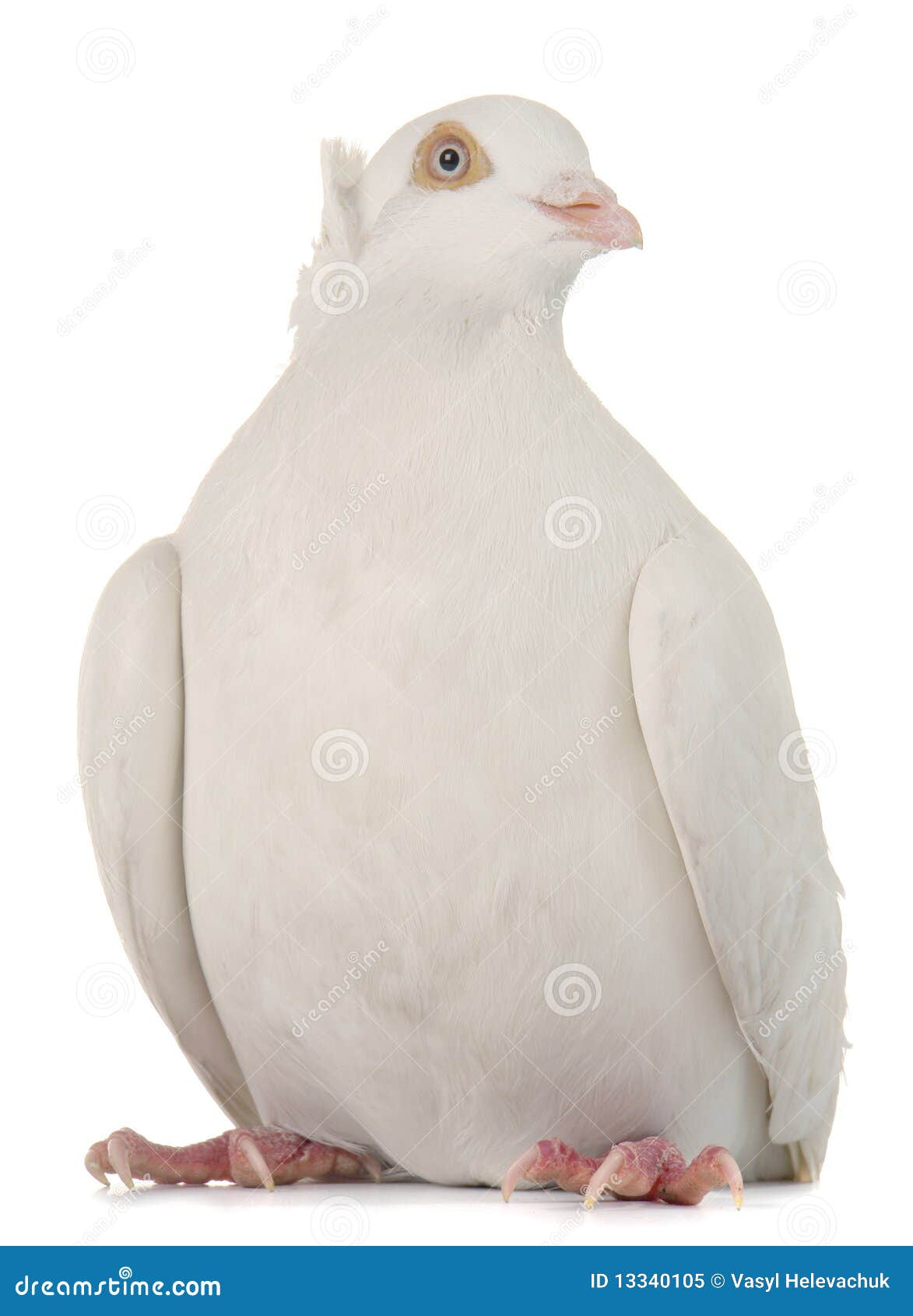 Colomba immagine stock. Immagine di sfondo, colomba, coppie - 13340105