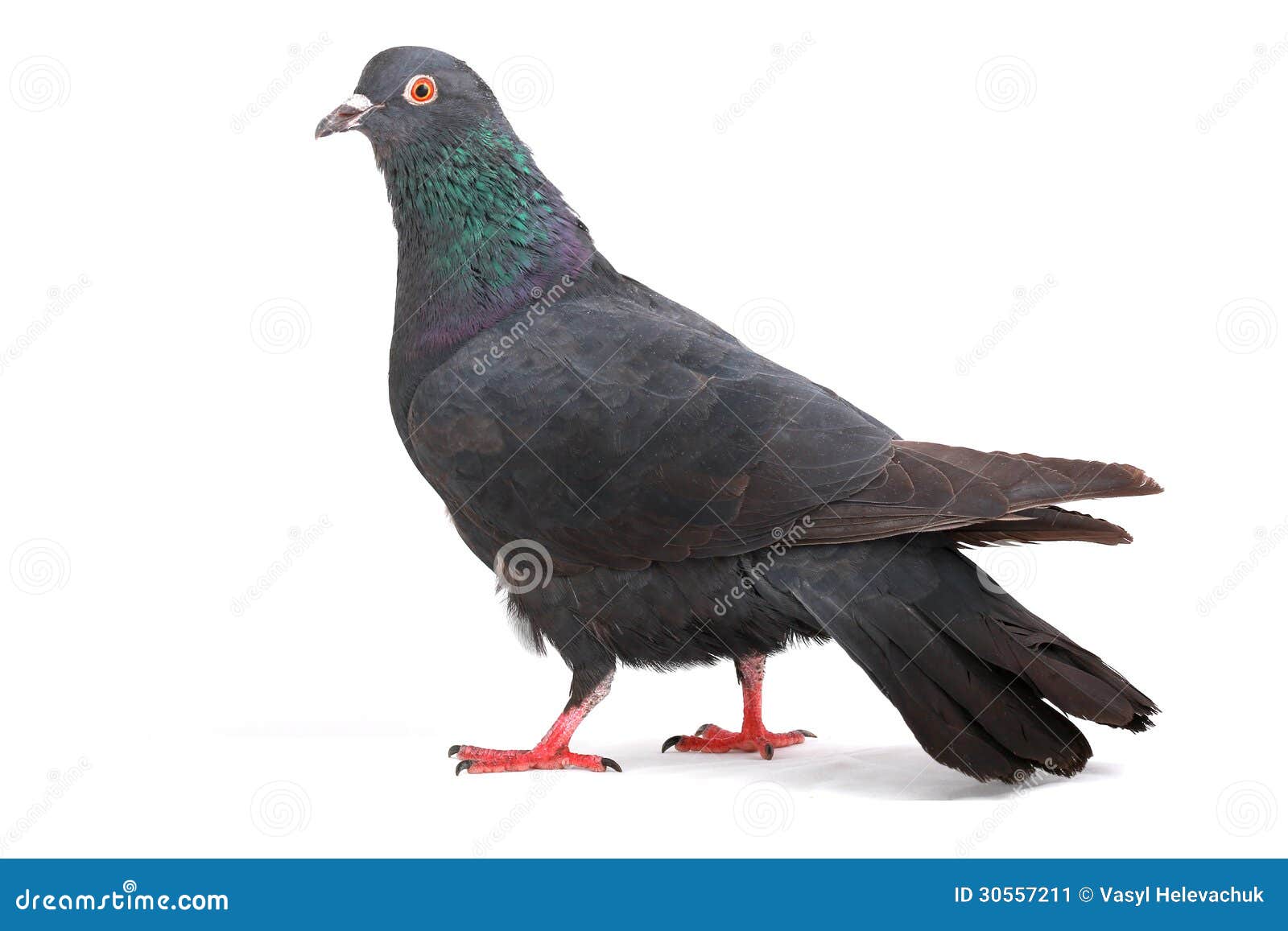 Colomba immagine stock. Immagine di piccione, volo, sfondo - 30557211