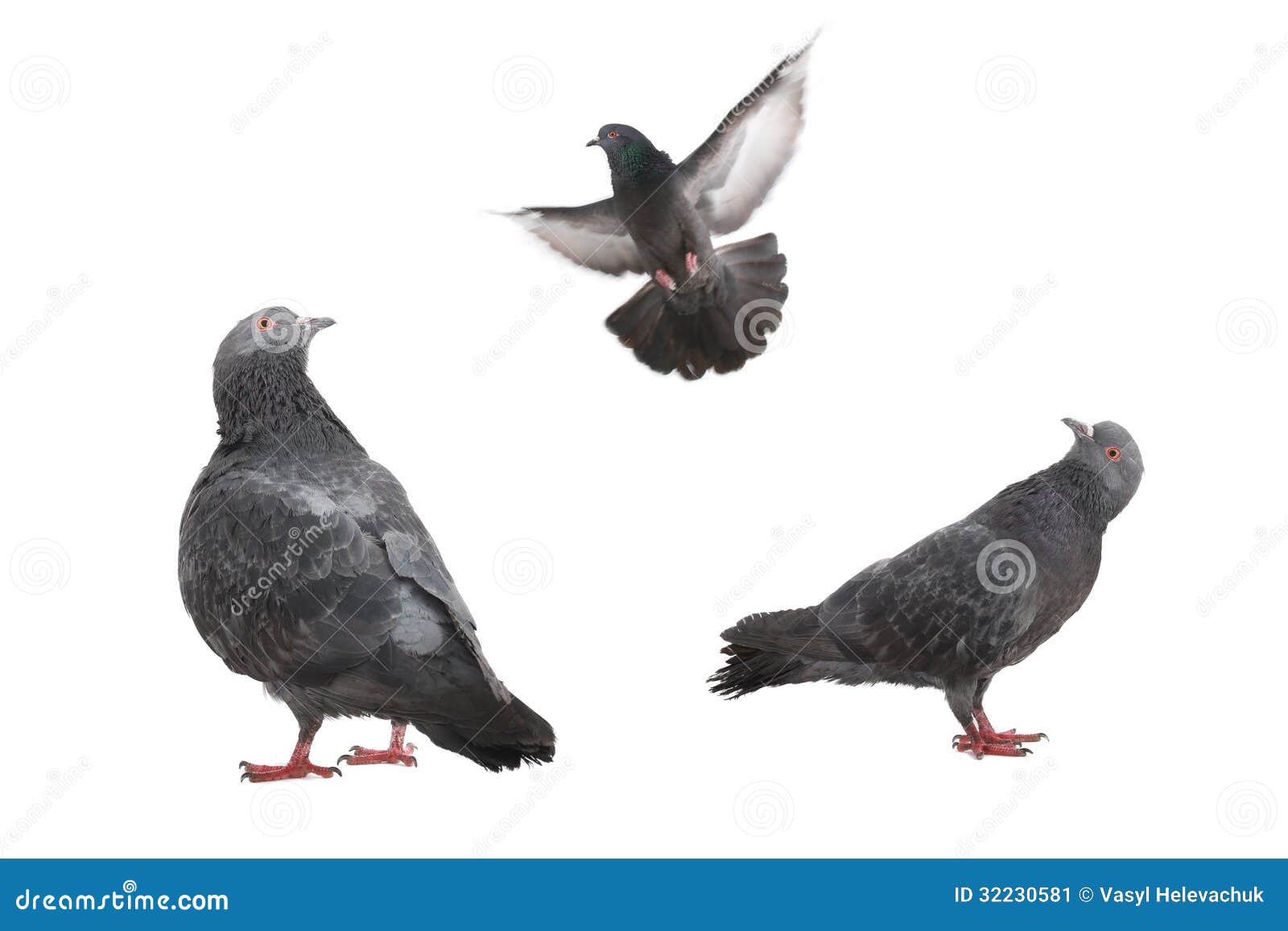 Colomba immagine stock. Immagine di bianco, libero, speranza - 32230581