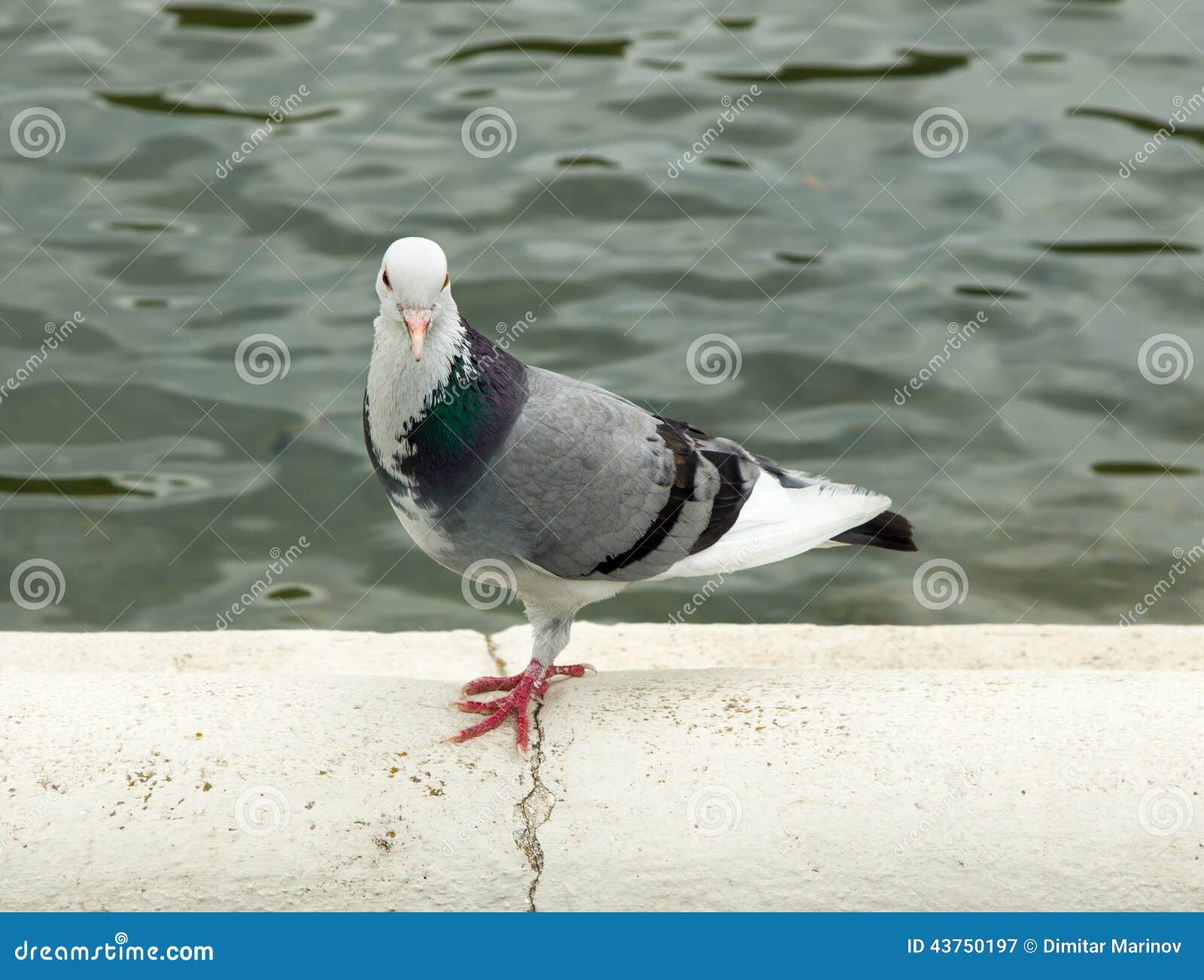 Colomba immagine stock. Immagine di piccione, acqua, stagno - 43750197