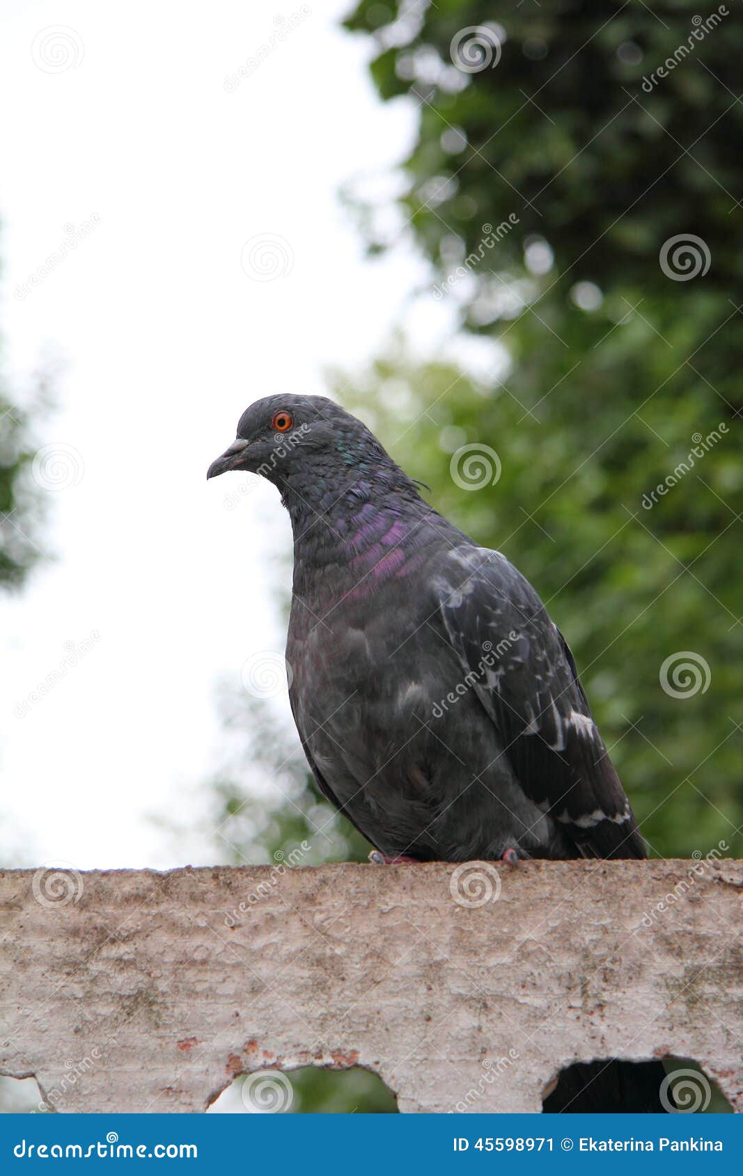 Colomba immagine stock. Immagine di semplicità, libertà - 45598971