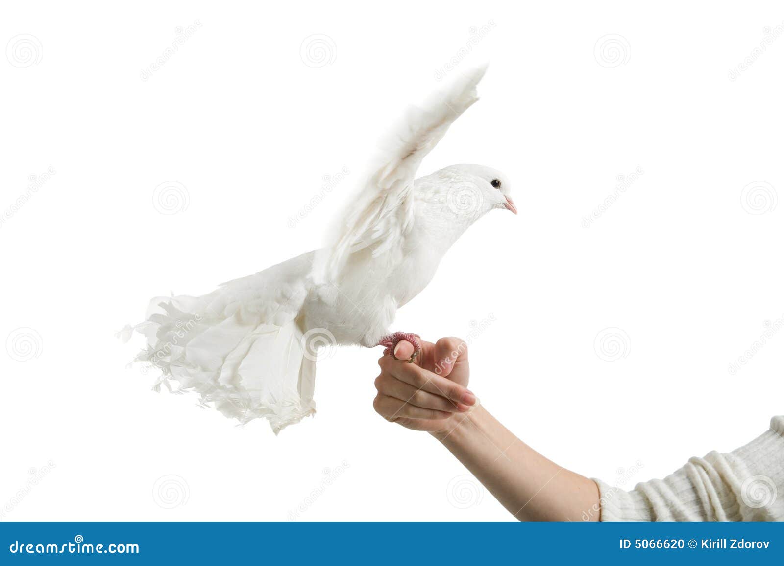Colomba fotografia stock. Immagine di atterraggio, simbolo - 5066620