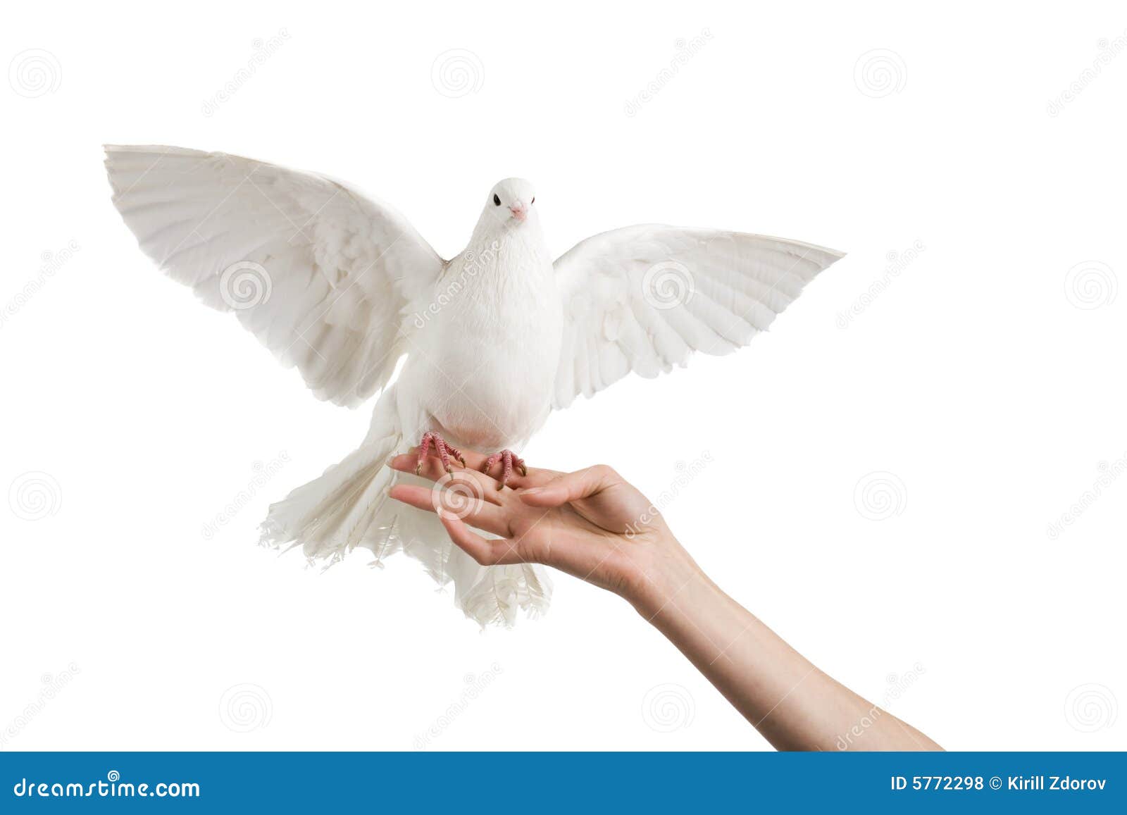 Colomba fotografia stock. Immagine di volo, fauna, sfondo - 5772298