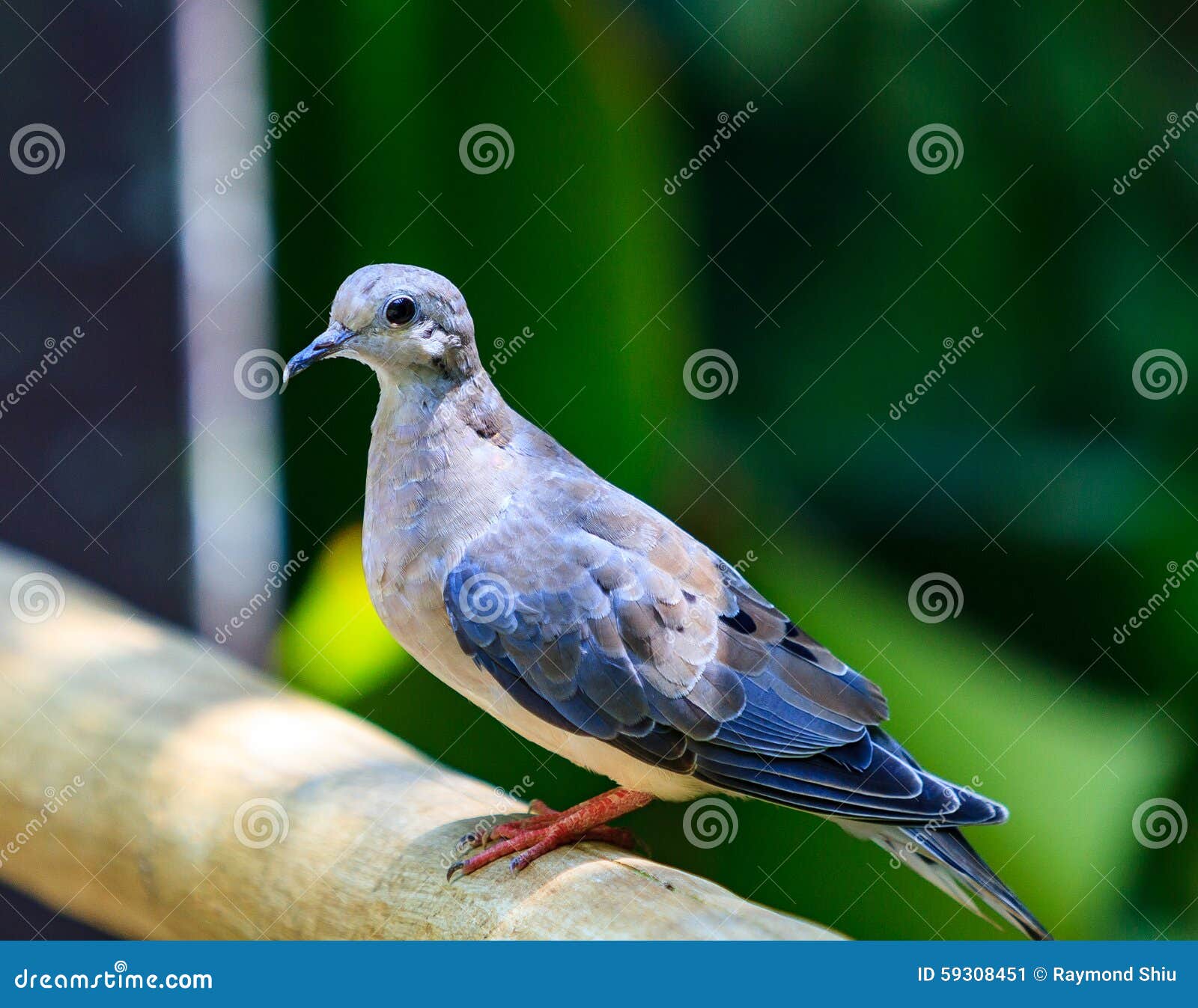 Colomba immagine stock. Immagine di nave, becco, piccione - 59308451